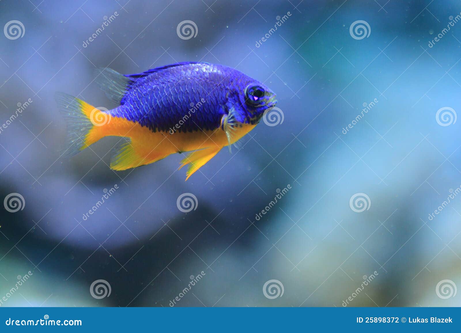 Azure Damselfish Chrysiptera Hemicyanea Or Saltwater Aquarium Fish ...
