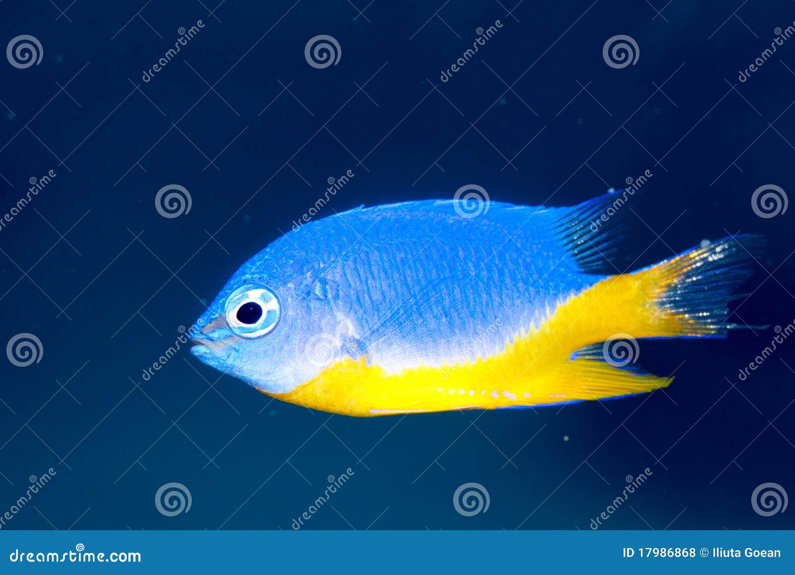 Azure Damselfish Chrysiptera Hemicyanea Or Saltwater Aquarium Fish ...