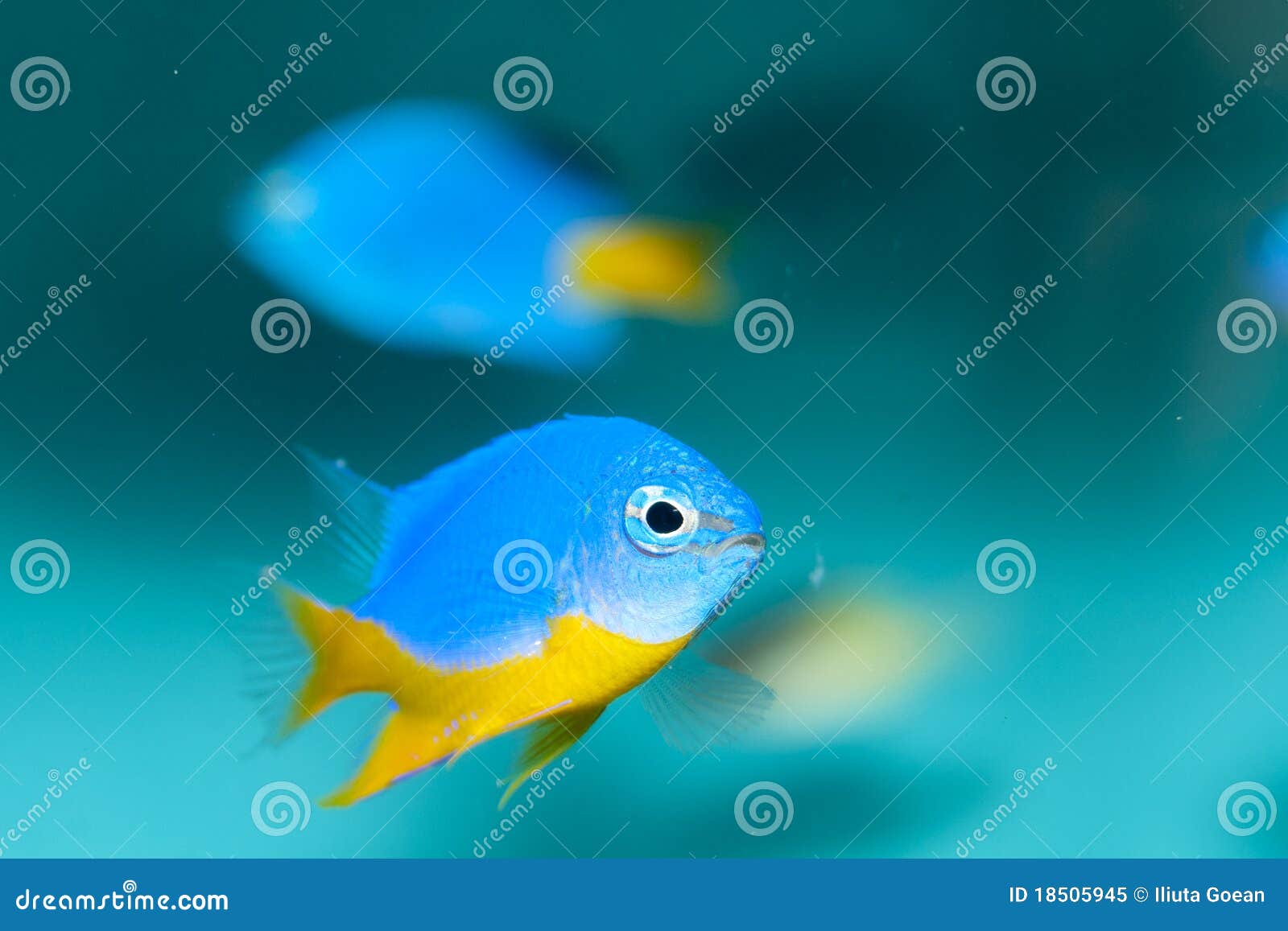 Azure Damselfish Chrysiptera Hemicyanea Or Saltwater Aquarium Fish ...