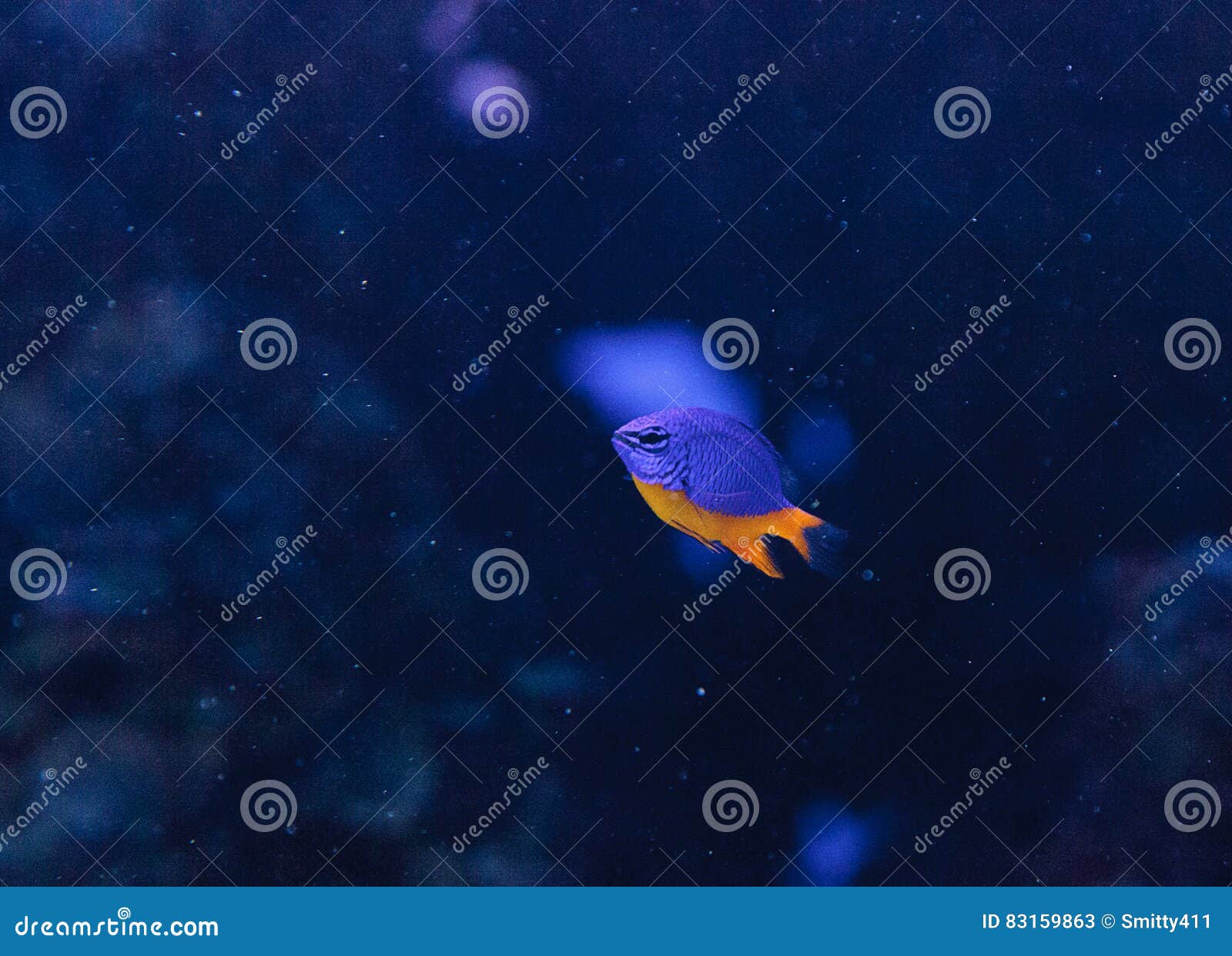 Azure Damselfish Chrysiptera Hemicyanea Stock Image - Image of swim ...
