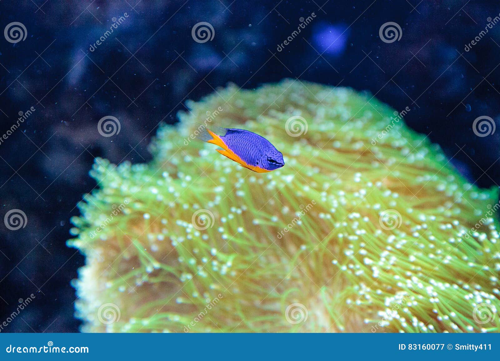 Azure Damselfish Chrysiptera Hemicyanea Or Saltwater Aquarium Fish ...