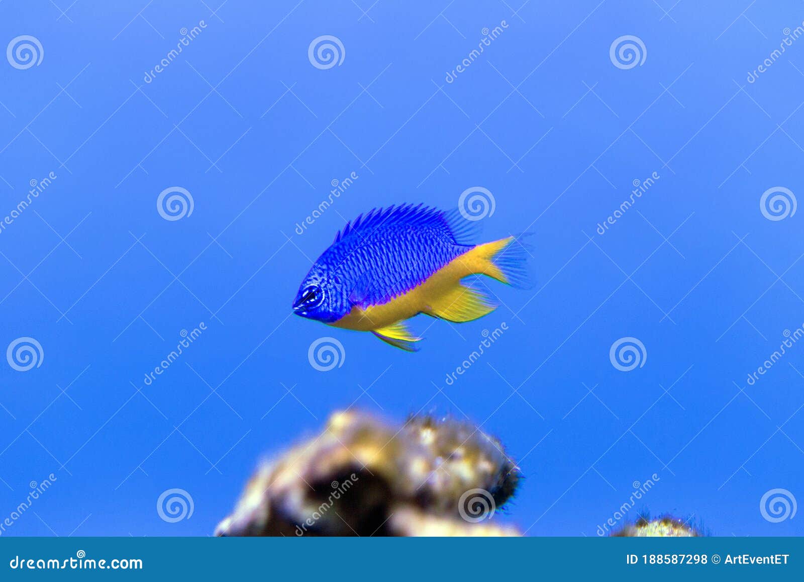 Azure Damselfish Chrysiptera Hemicyanea Or Saltwater Aquarium Fish ...