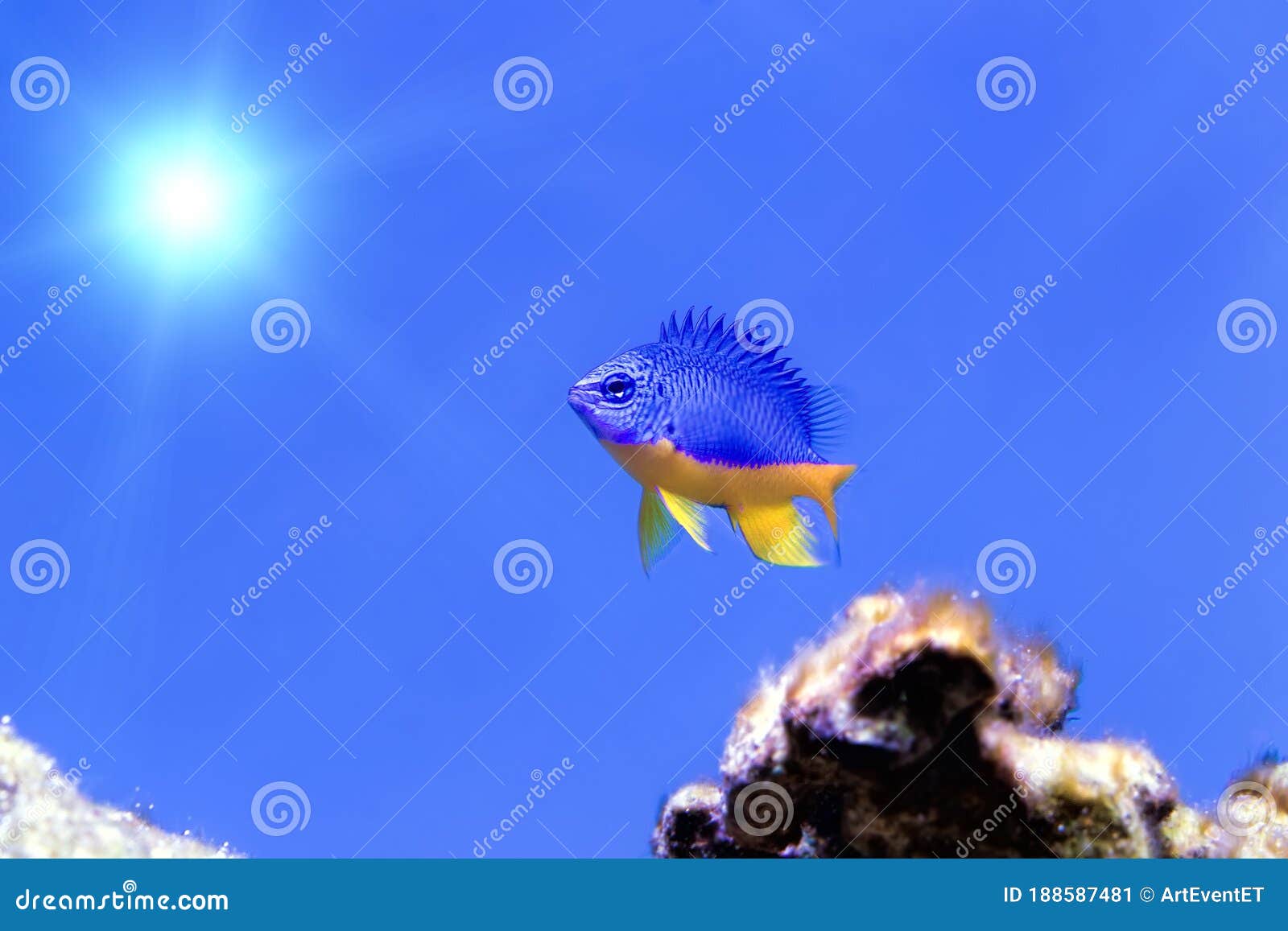 Azure Damselfish Chrysiptera Hemicyanea. Fish of the Genus ...