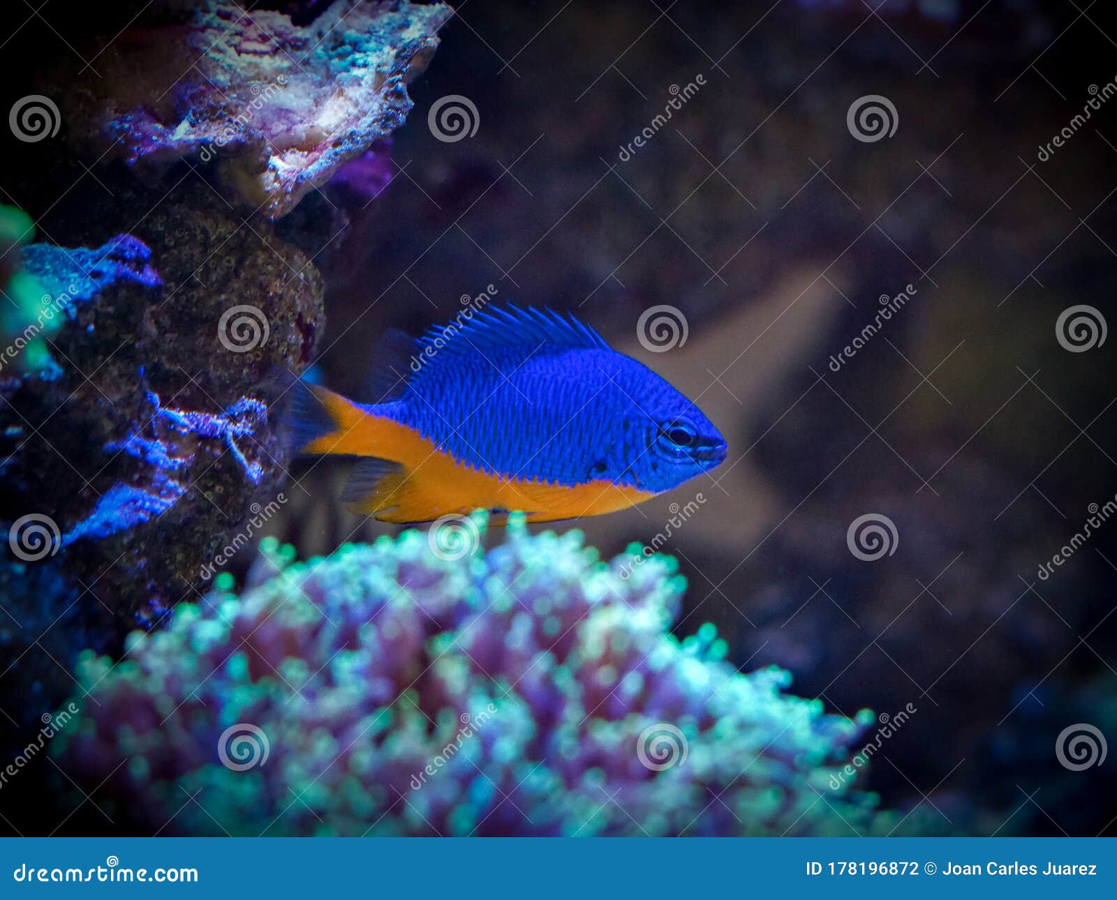 Azure Damselfish Chrysiptera Hemicyanea in a Reef Tank Stock Photo ...