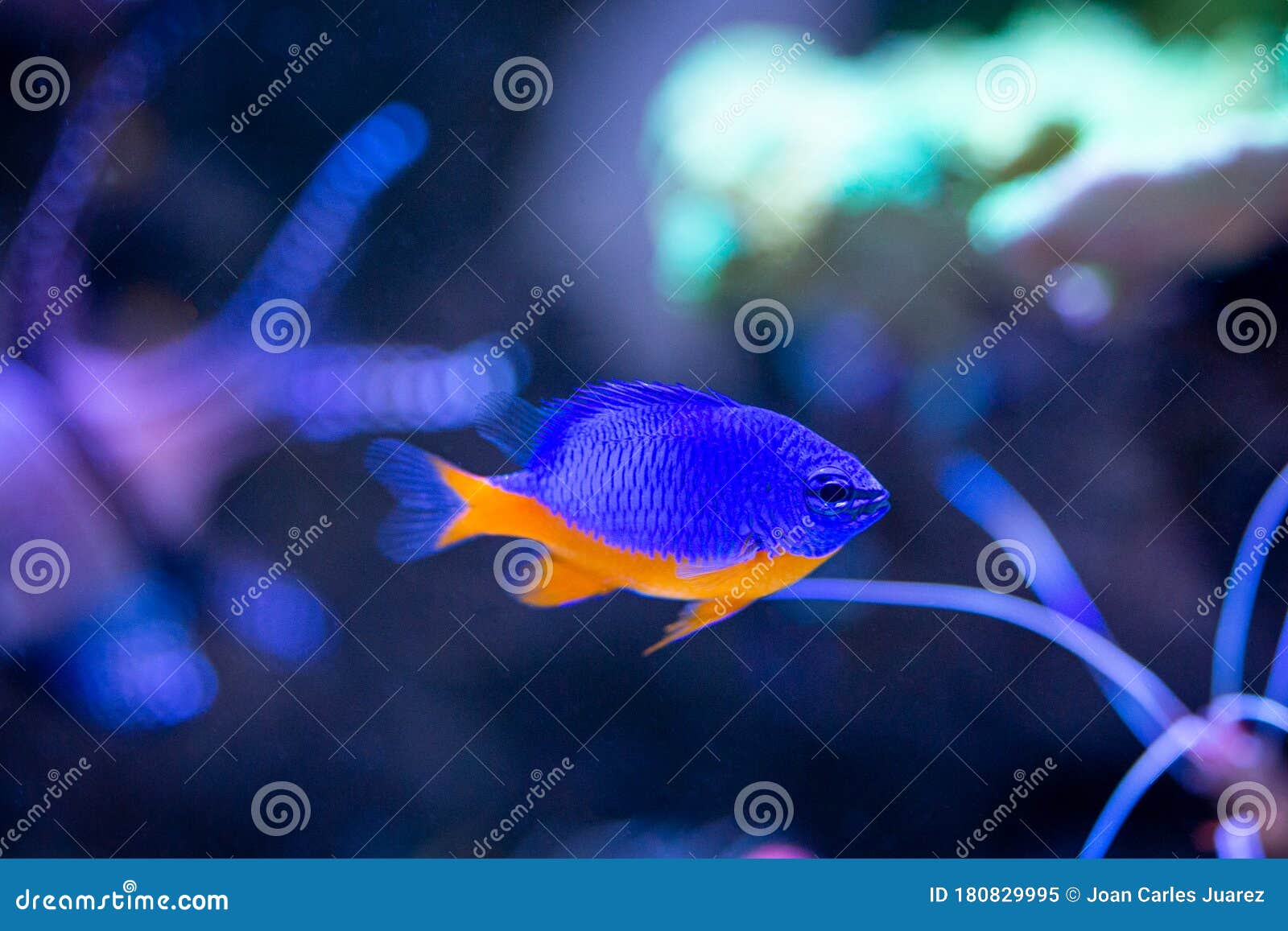 Azure Damselfish Chrysiptera Hemicyanea on a Reef Tank with Blurred ...