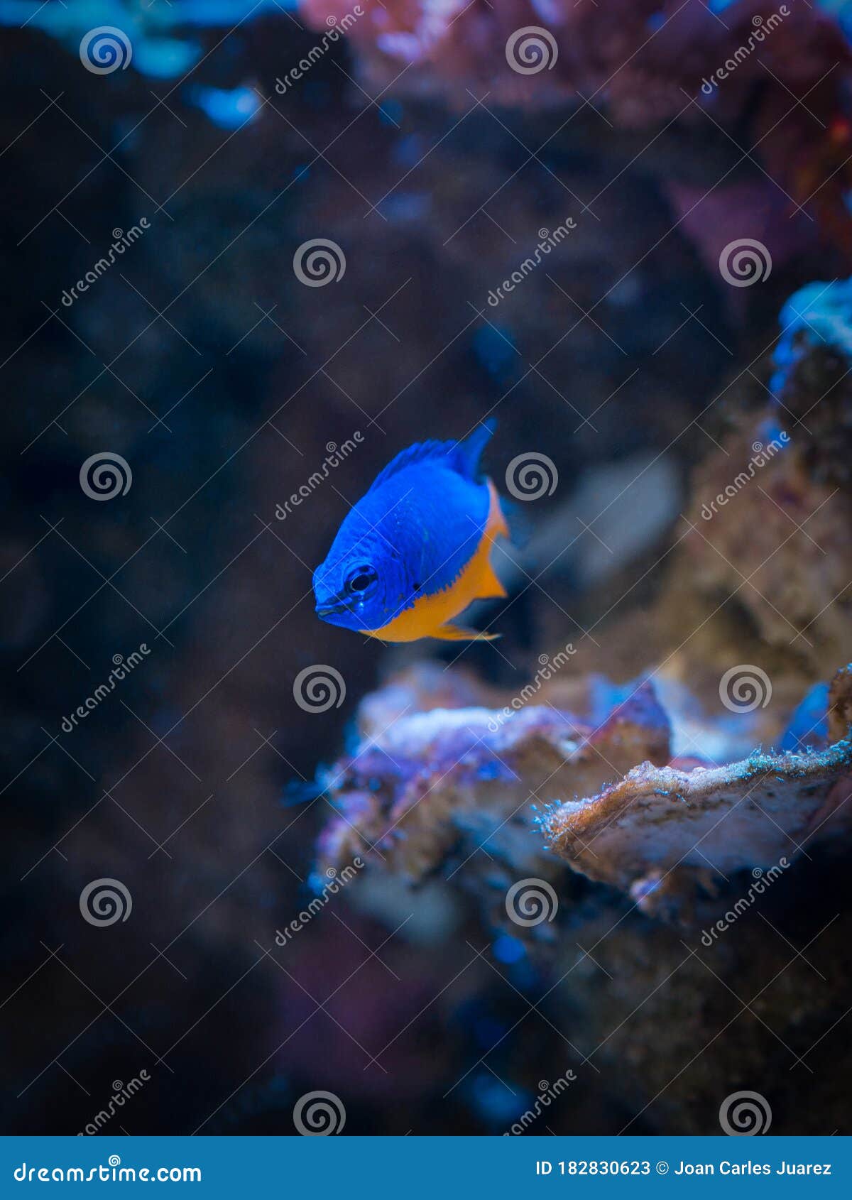 Azure Damselfish Chrysiptera Hemicyanea on a Reef Tank with Blurred ...