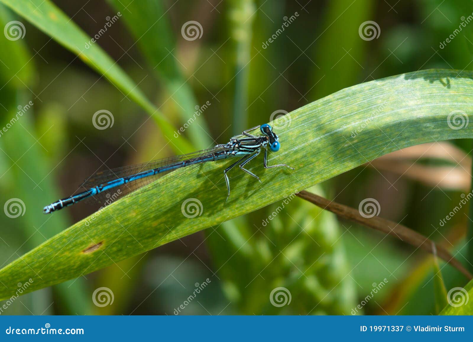 Azure Damselfly stock image. Image of closeup, detail - 19971337