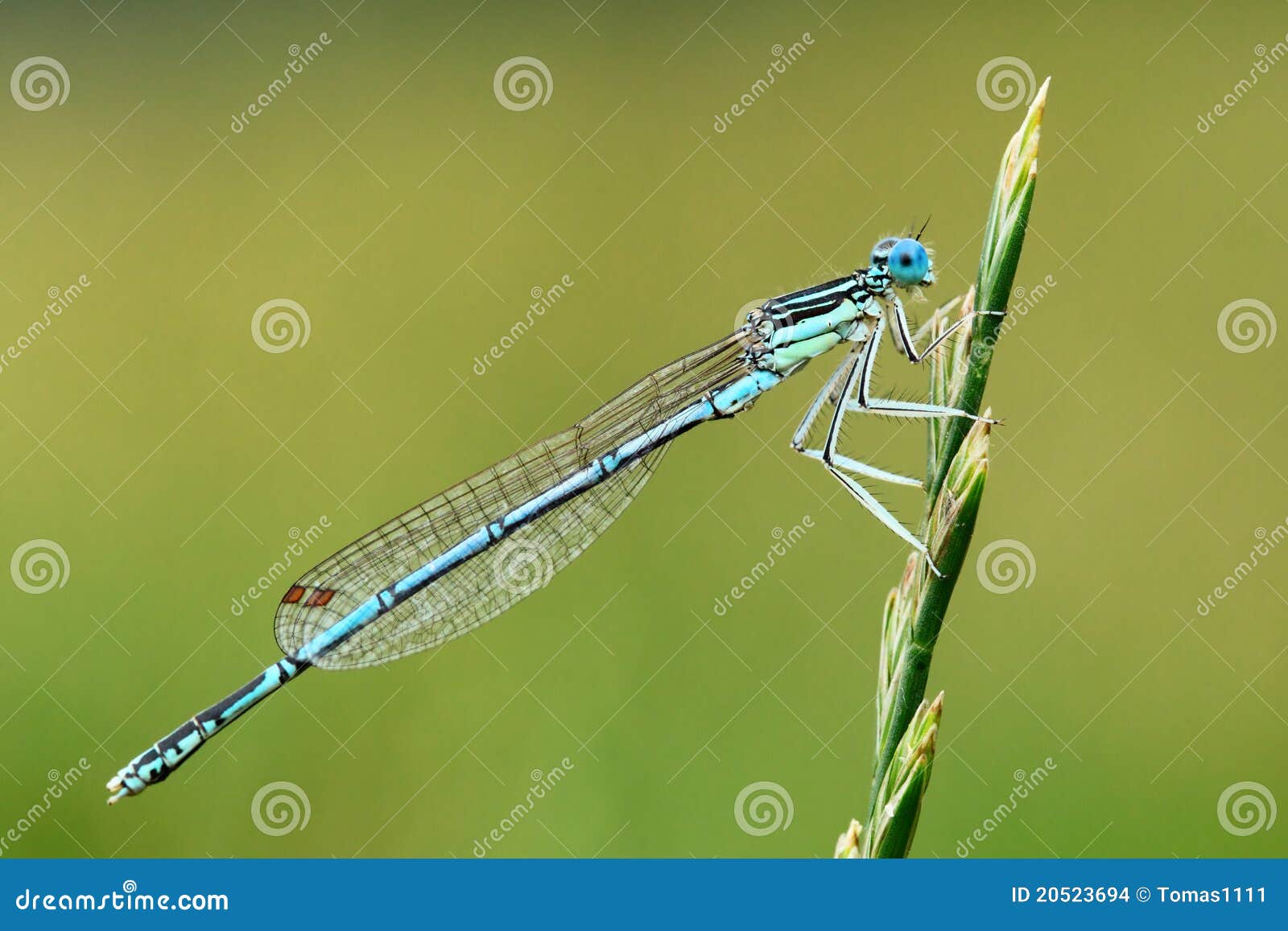 Azure damselfly stock photo. Image of odonata, fragile - 20523694