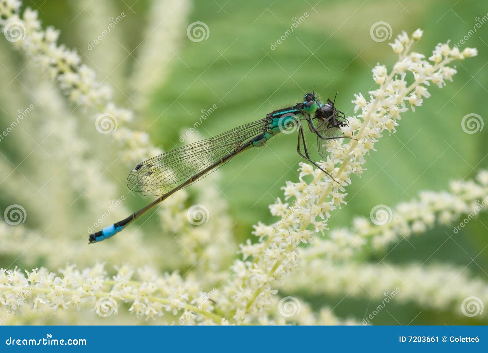 Azure damselfly stock image. Image of close, small, azuredamselfly ...