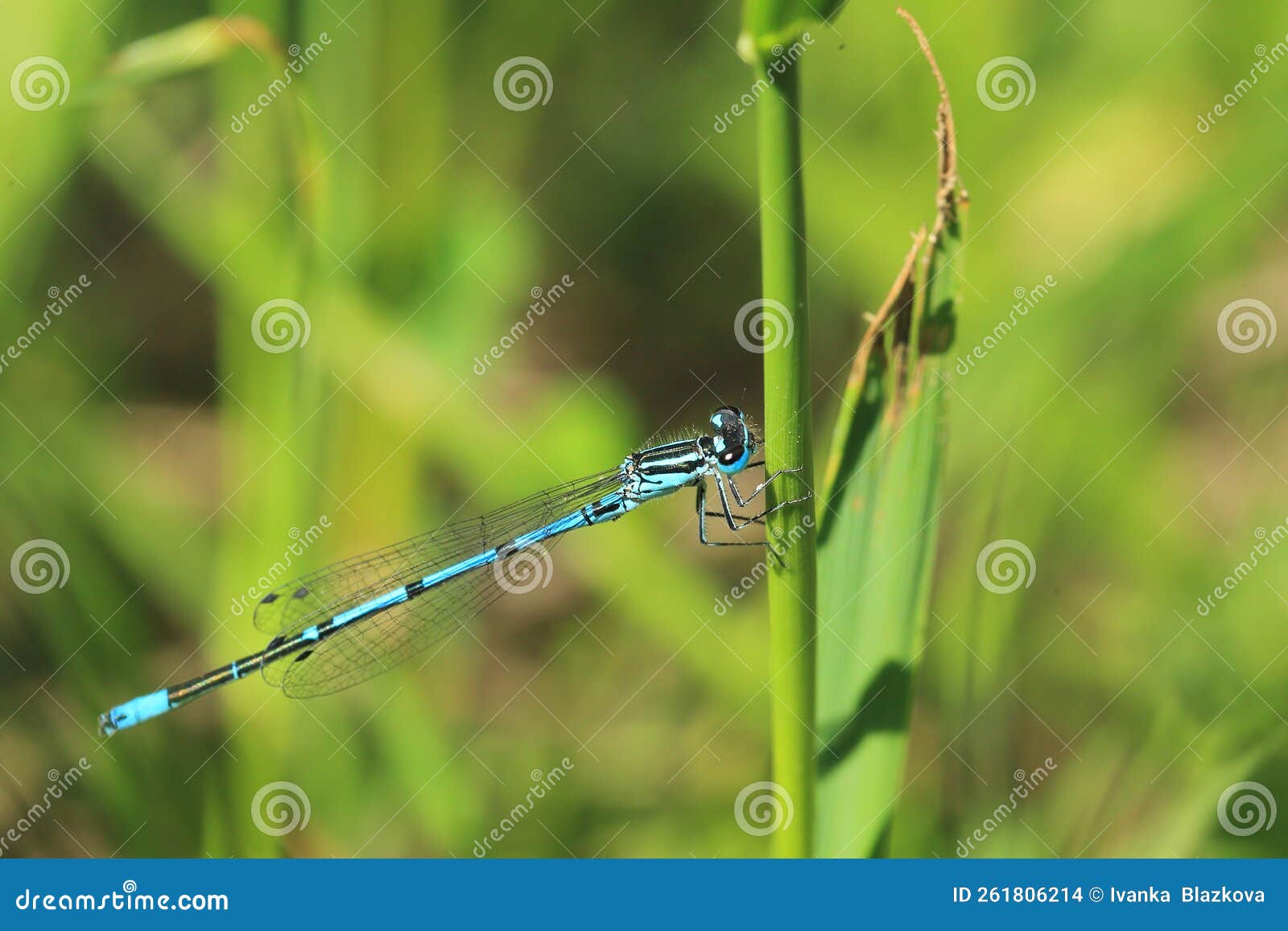 Azure damselfly stock photo. Image of insect, azure - 261806214