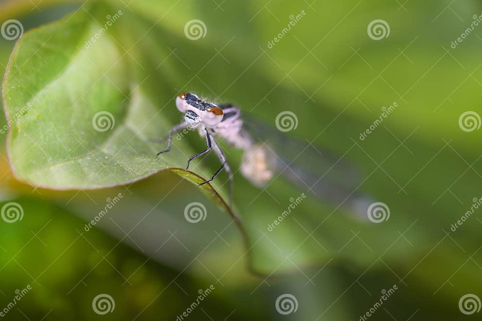 Azure Damselfly - Coenagrion Puella - in Their Natural Habitat Stock ... Azure Damselfly - Coenagrion Puella - in Their Natural Habitat Stock ...