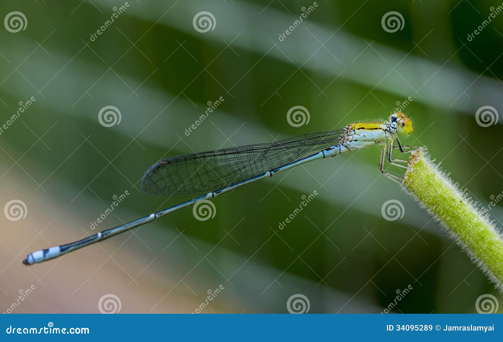 Azure Damselfly stock image. Image of island, background - 34095289