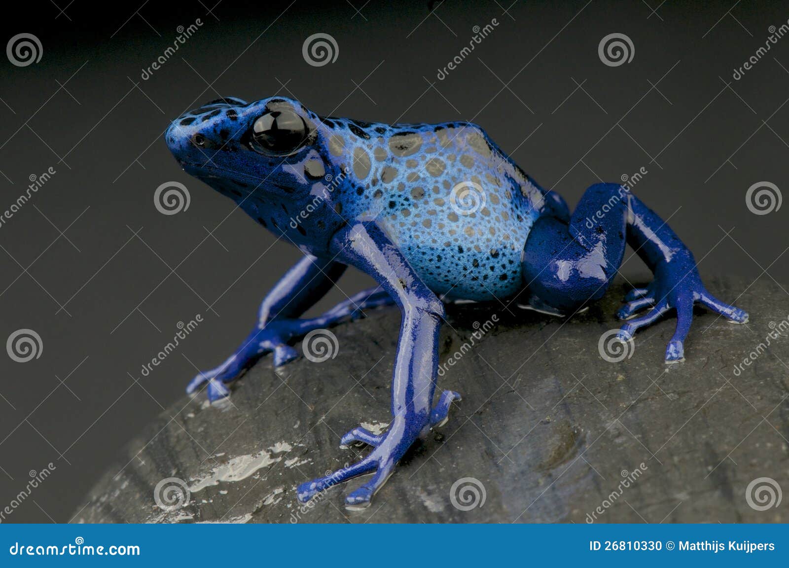 Azure Dart Frog / Dendrobates Azureus Stock Photo - Image of rainforest ...