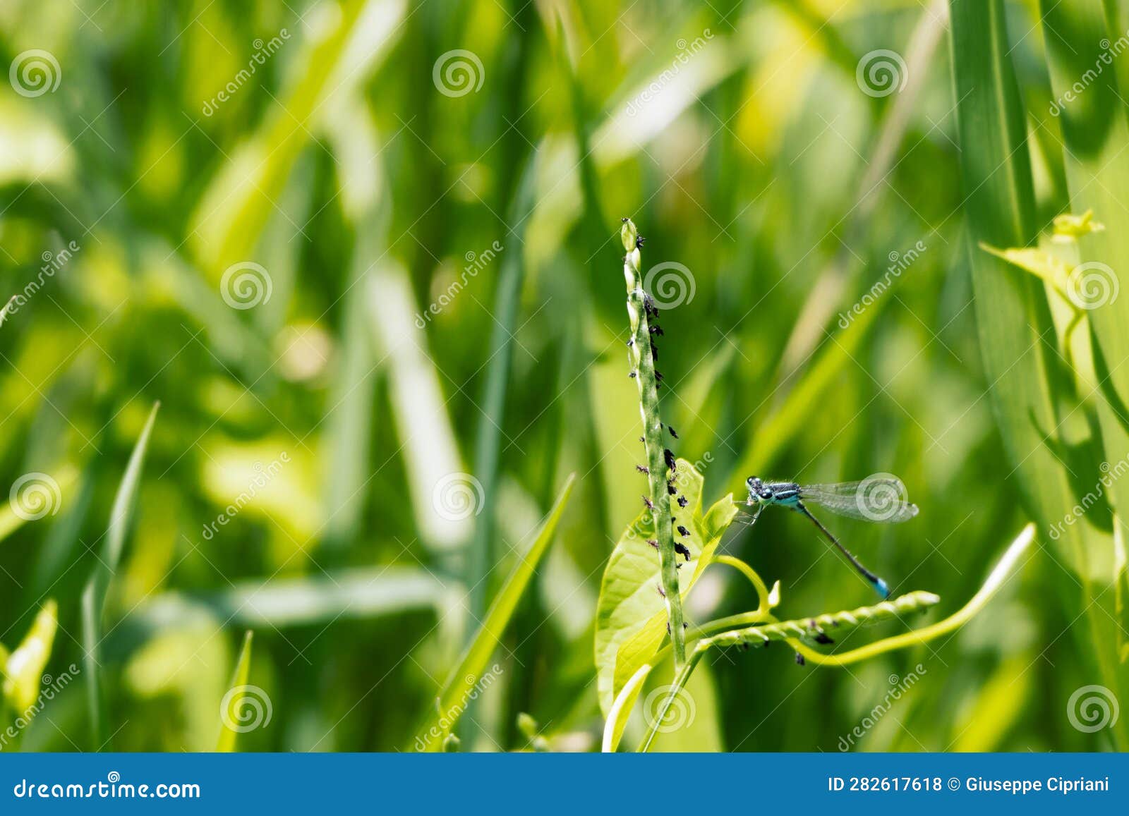 Azure Dragonfly Clinging To a Leaf Stock Photo - Image of damsel, life ...