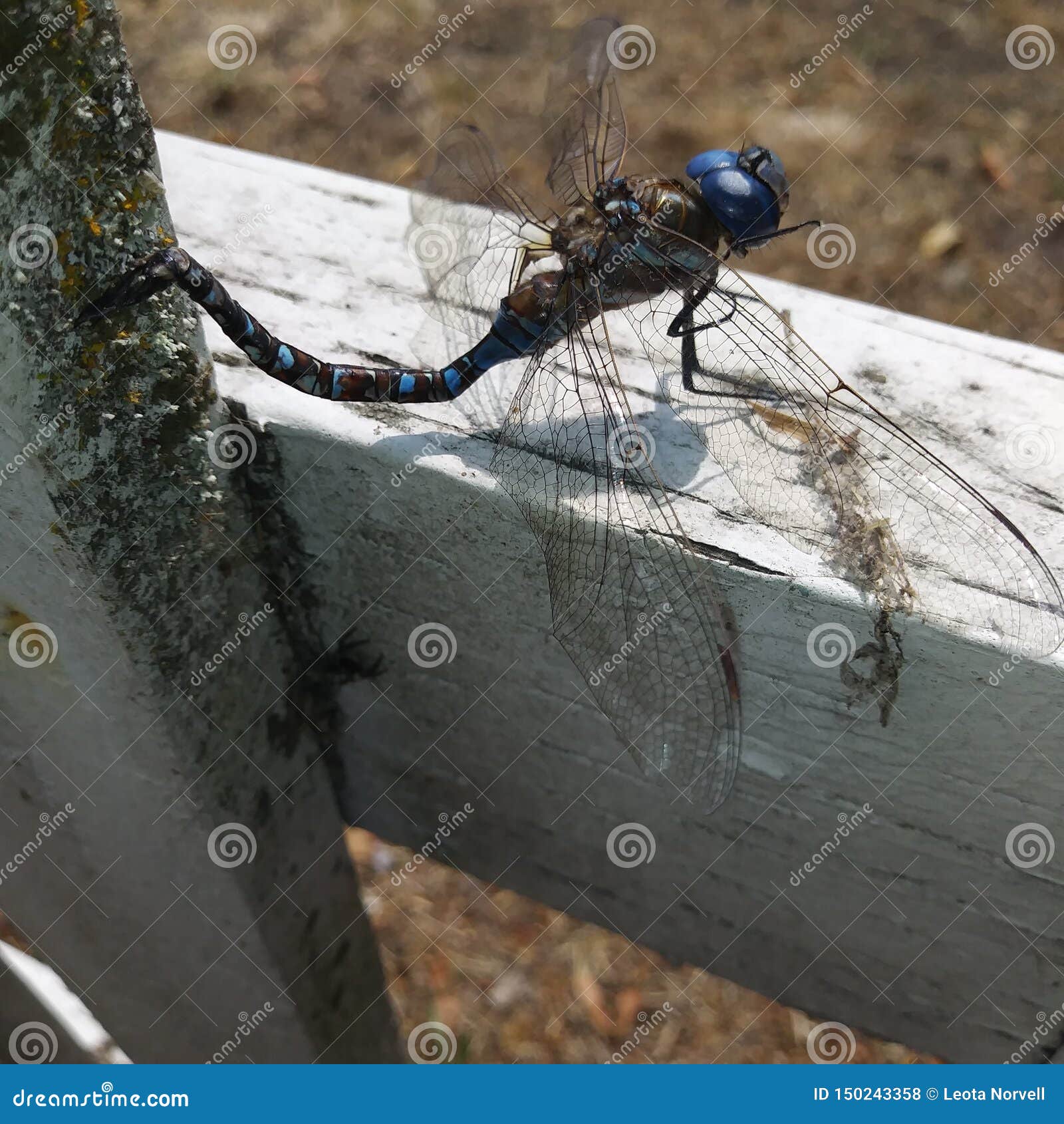 Azure dragonfly stock photo. Image of dragonfly, nature - 150243358