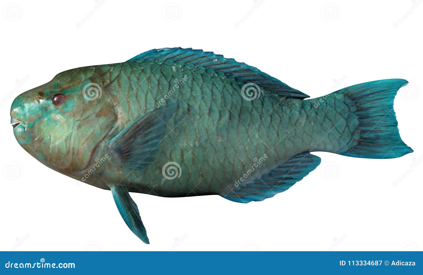 Azure Parrotfish stock illustration. Illustration of parrotfish - 113334687