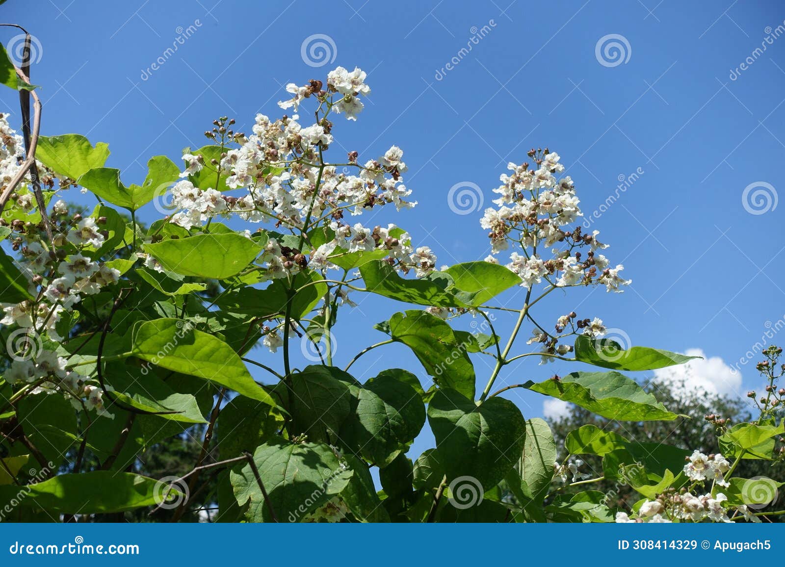 Azure Sky and Flowering Tree of Catalpa Bignonioides Stock Image ...