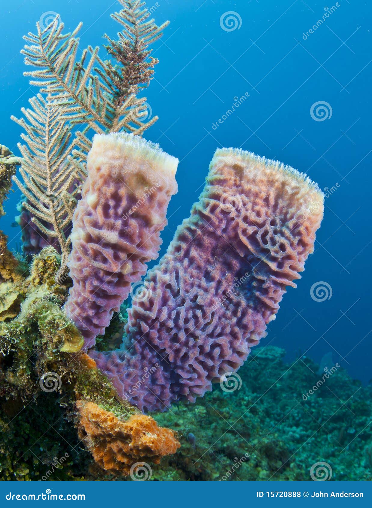 Azure vase sponge stock photo. Image of roatan, life - 15720888