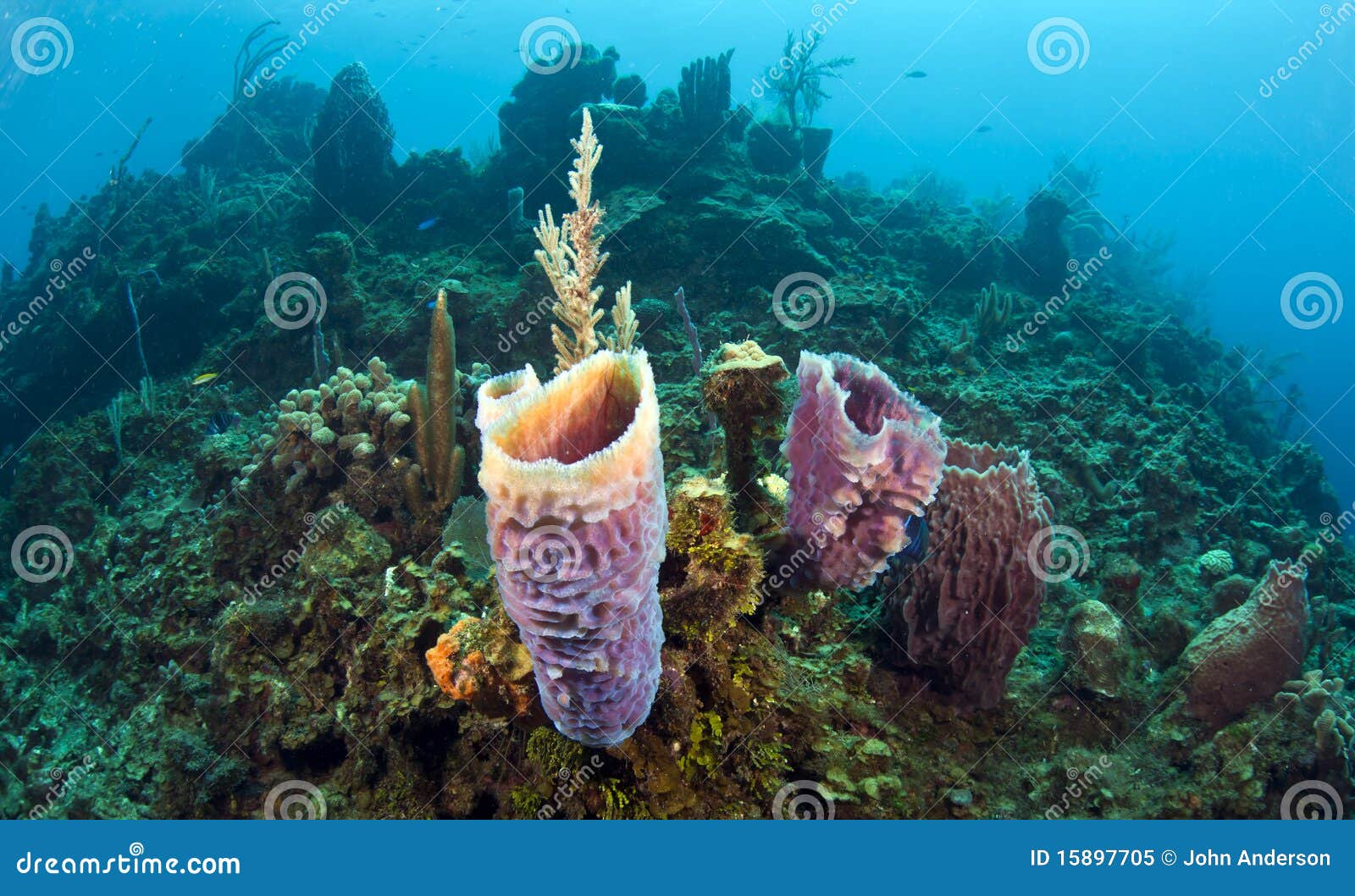 Azure vase sponge stock image. Image of living, vase - 15897705