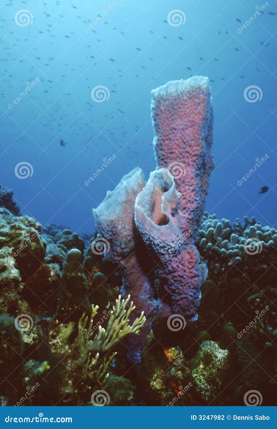 Azure Vase Sponge Stock Photography | CartoonDealer.com #3247982