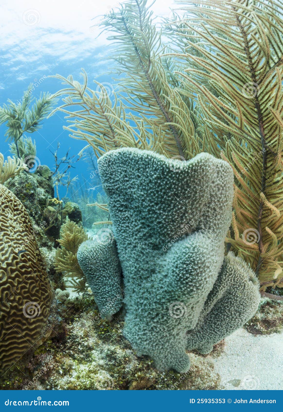 Azure Vase Sponge, Callyspongia Plicifera Stock Image - Image of azure ...