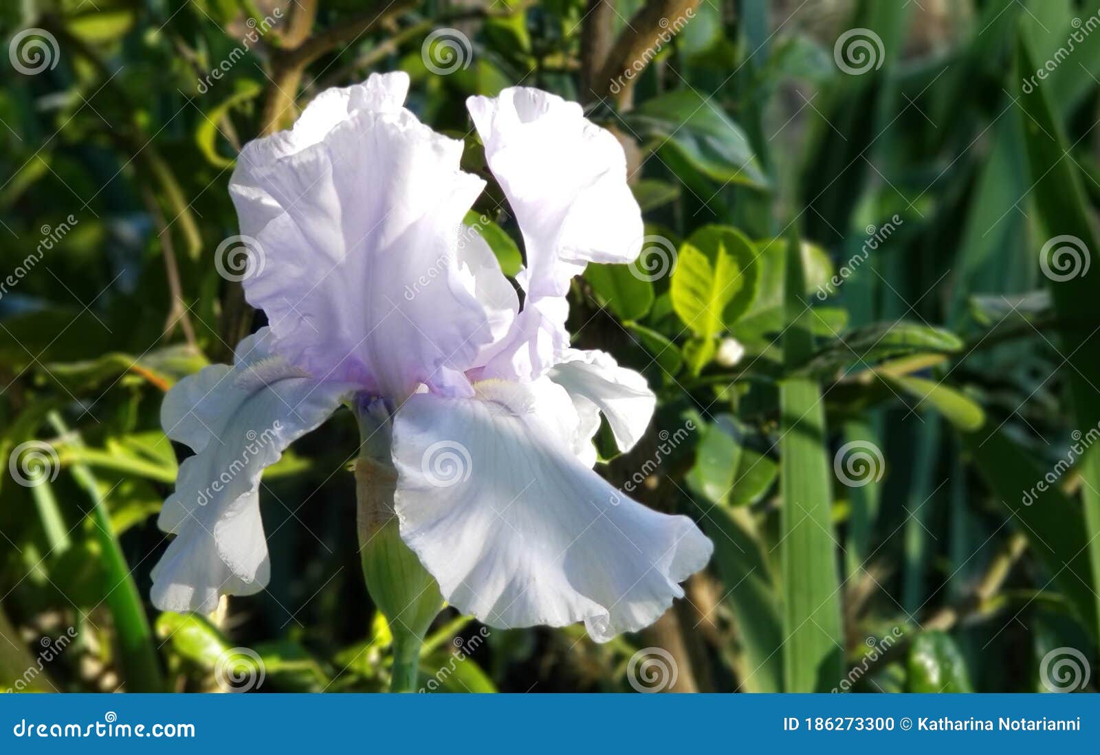 Iris Garden Series - Light Blue Bearded Iris Azure Whir Stock Photo ...