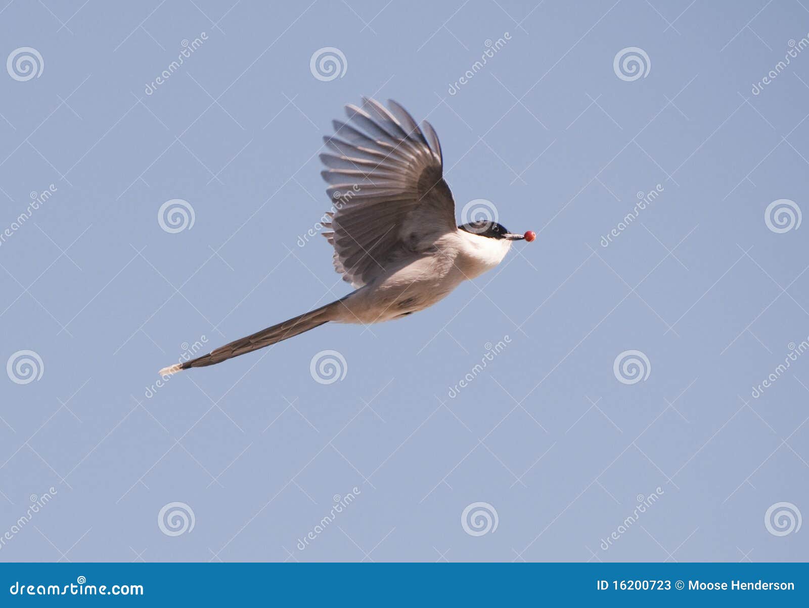 Royalty Free Images, Cartoons, Illustrations And Photos Designed By ...