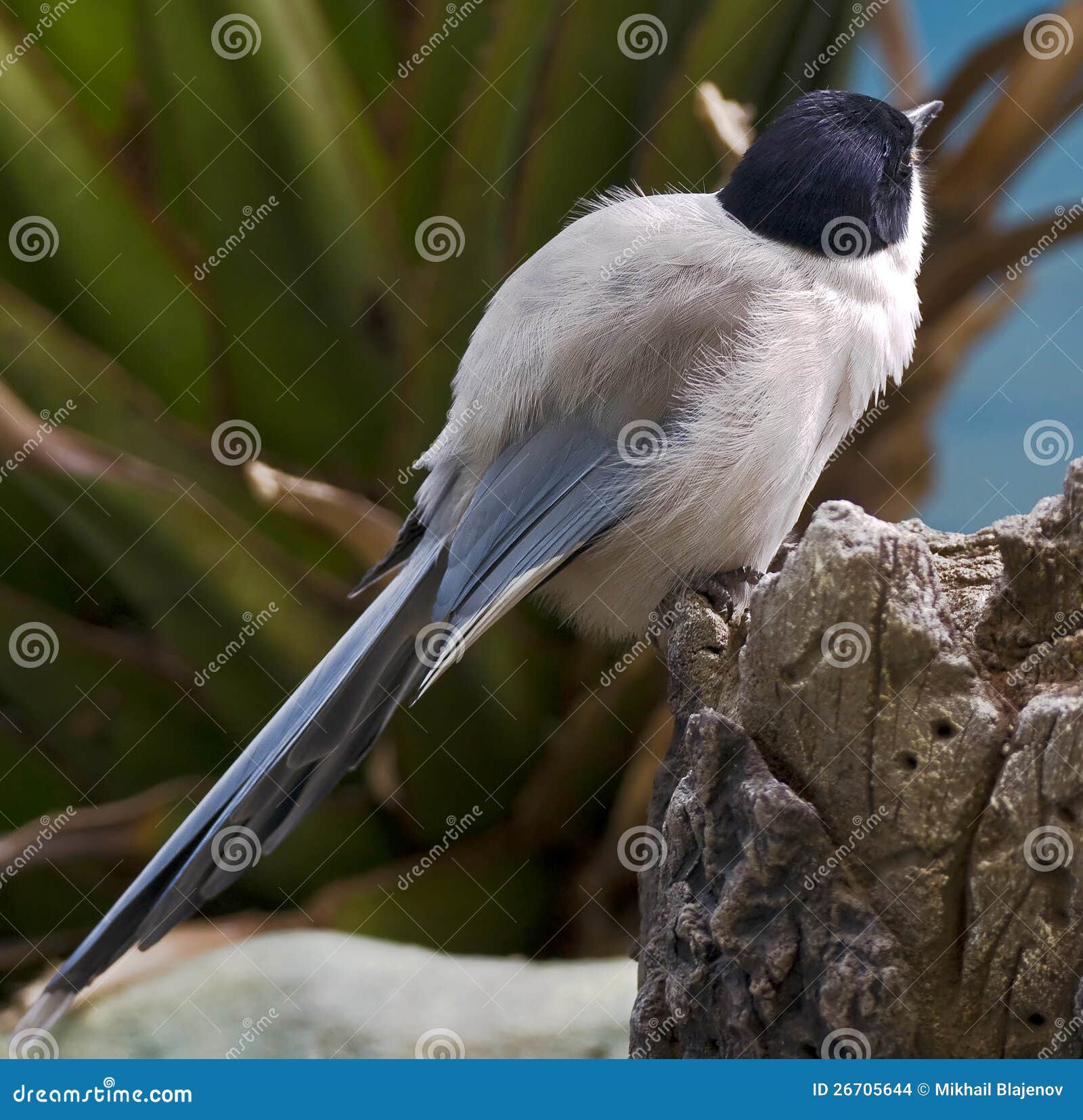 Azure-winged magpie 1 stock photo. Image of wing, flight - 26705644