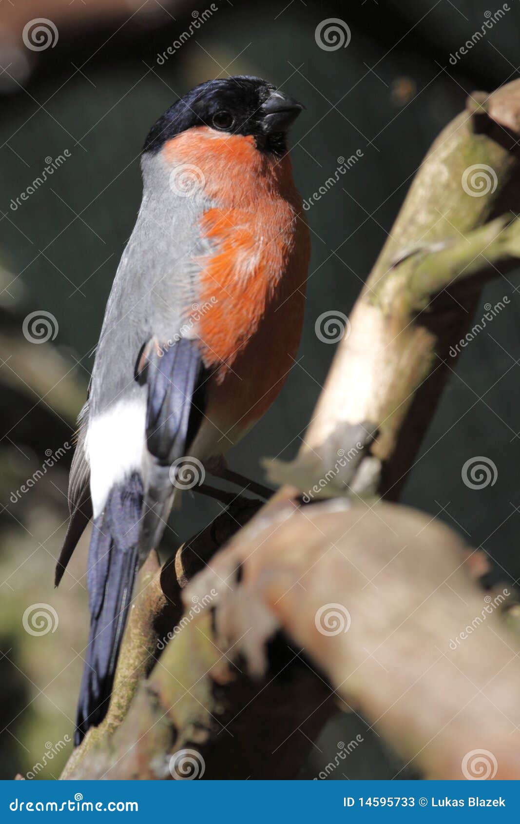 Azure-winged Magpie Royalty-Free Stock Photo | CartoonDealer.com #14244723