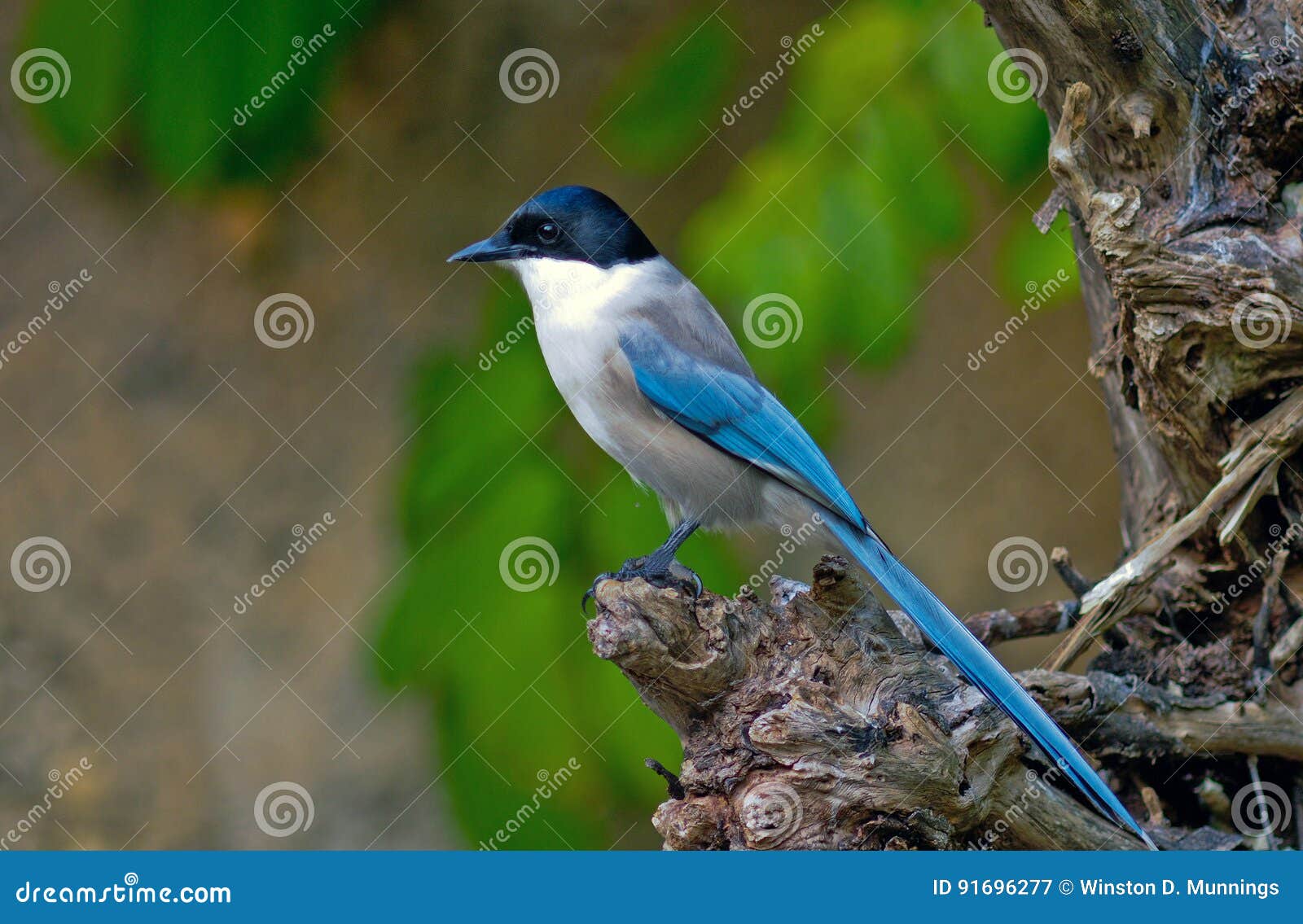 Azure-winged Magpie stock image. Image of magpie, bill - 91696277
