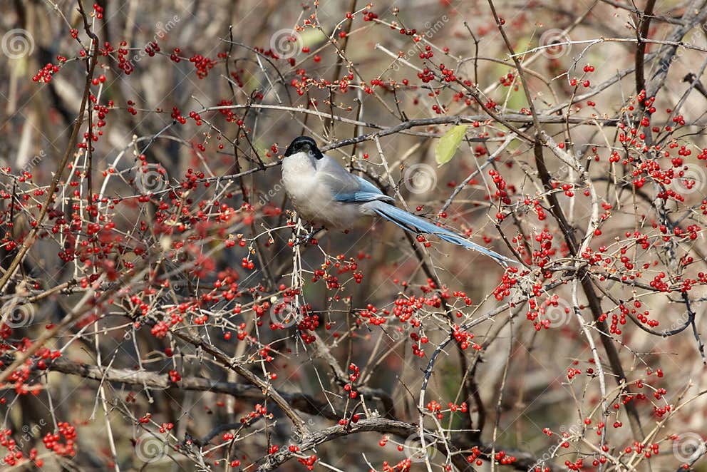 Azure winged magpie stock image. Image of tree, fruit - 110895695