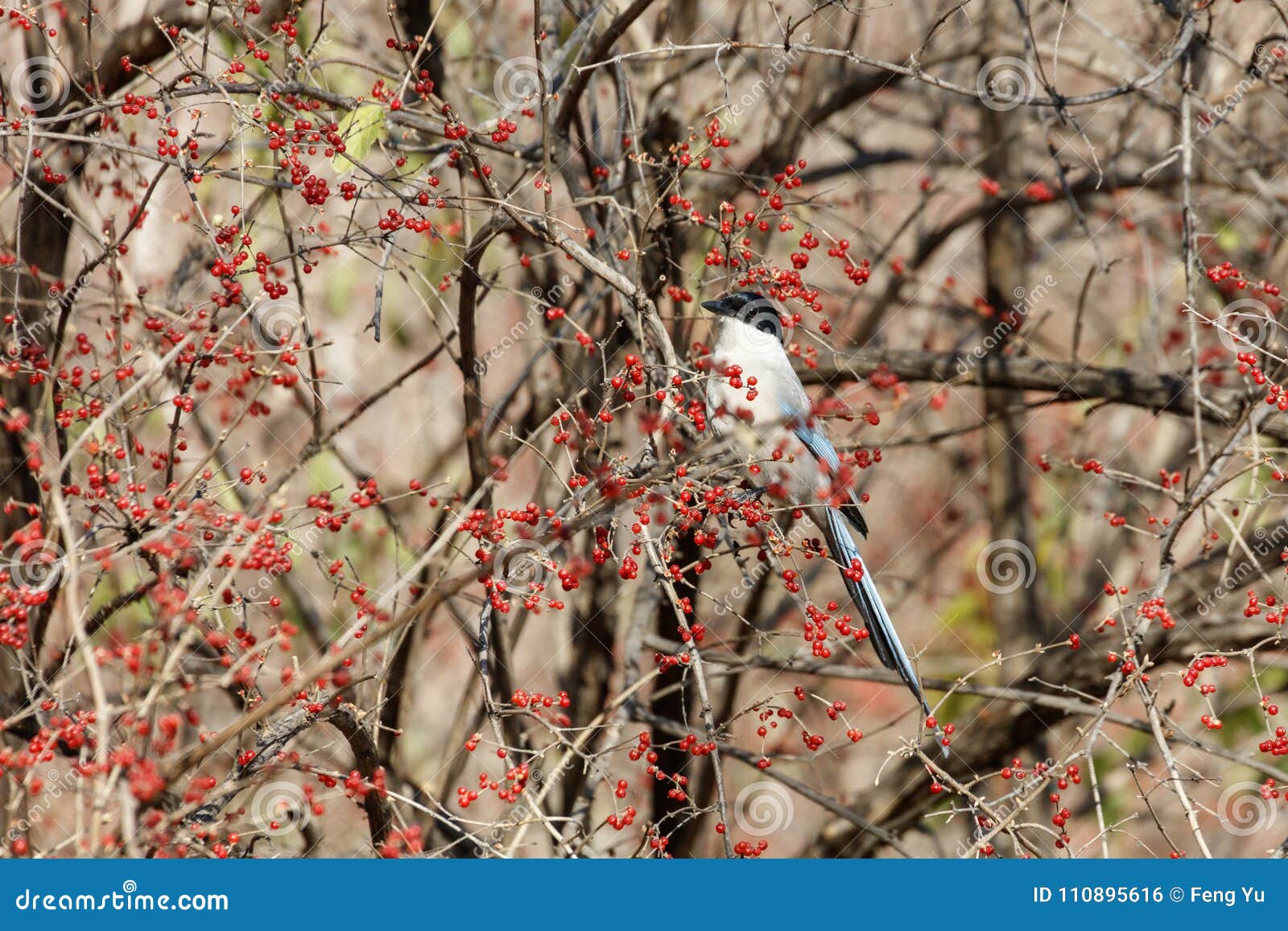 Azure winged magpie stock photo. Image of tree, magpie - 110895616
