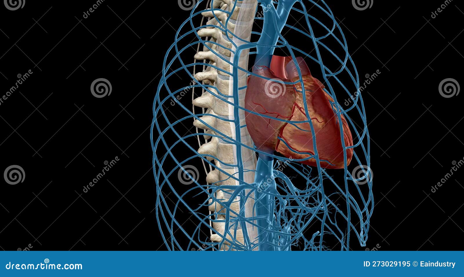 The Azygos Venous System is Located on Either Side of the Verteb Stock ...