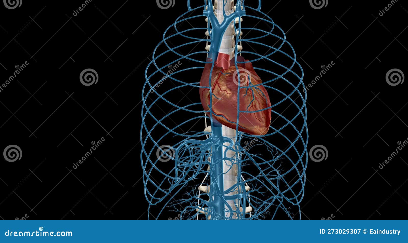 The Azygos Venous System is Located on Either Side of the Verteb Stock ...