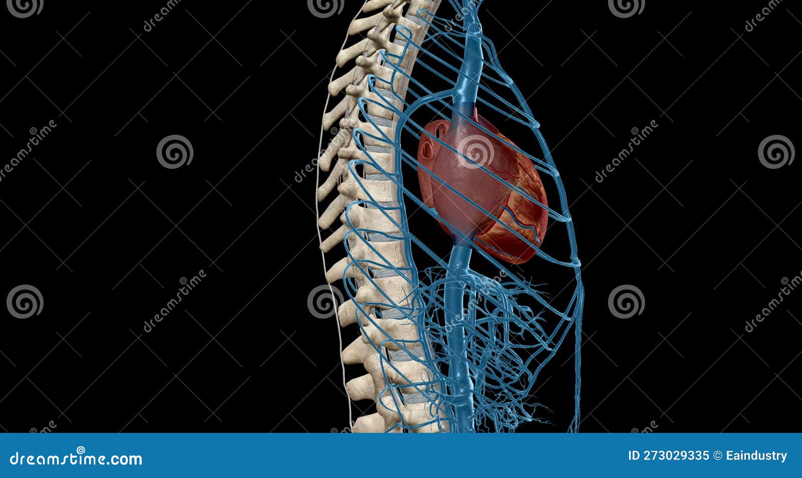 The Azygos Venous System is Located on Either Side of the Vertebral ...
