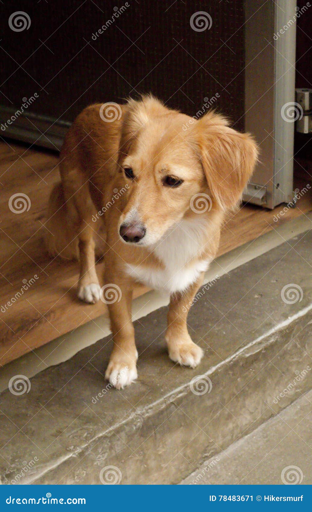 Bâtard de chien image stock. Image du retriever, plot - 78483671