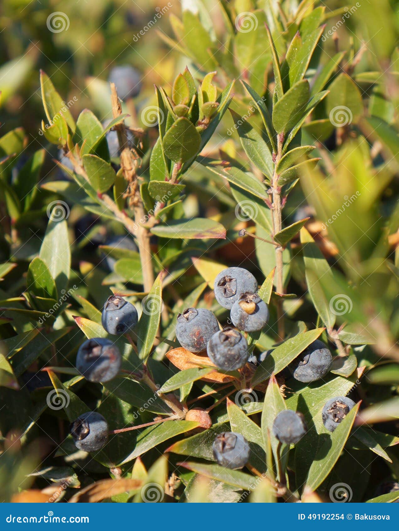 Bär av myrten arkivfoto. Bild av sardinien, trä, växa - 49192254