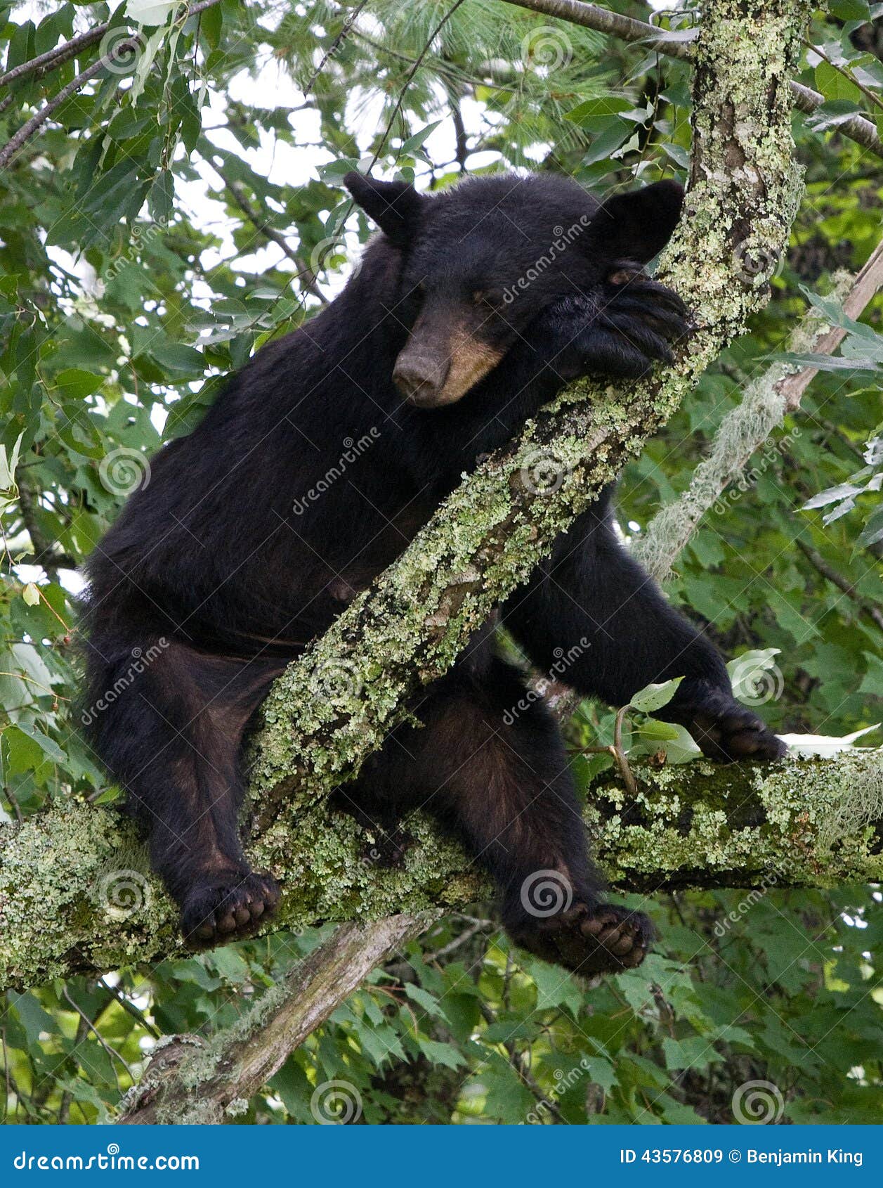 Bär, der im Baum schläft stockbild. Bild von narzisse - 43576809
