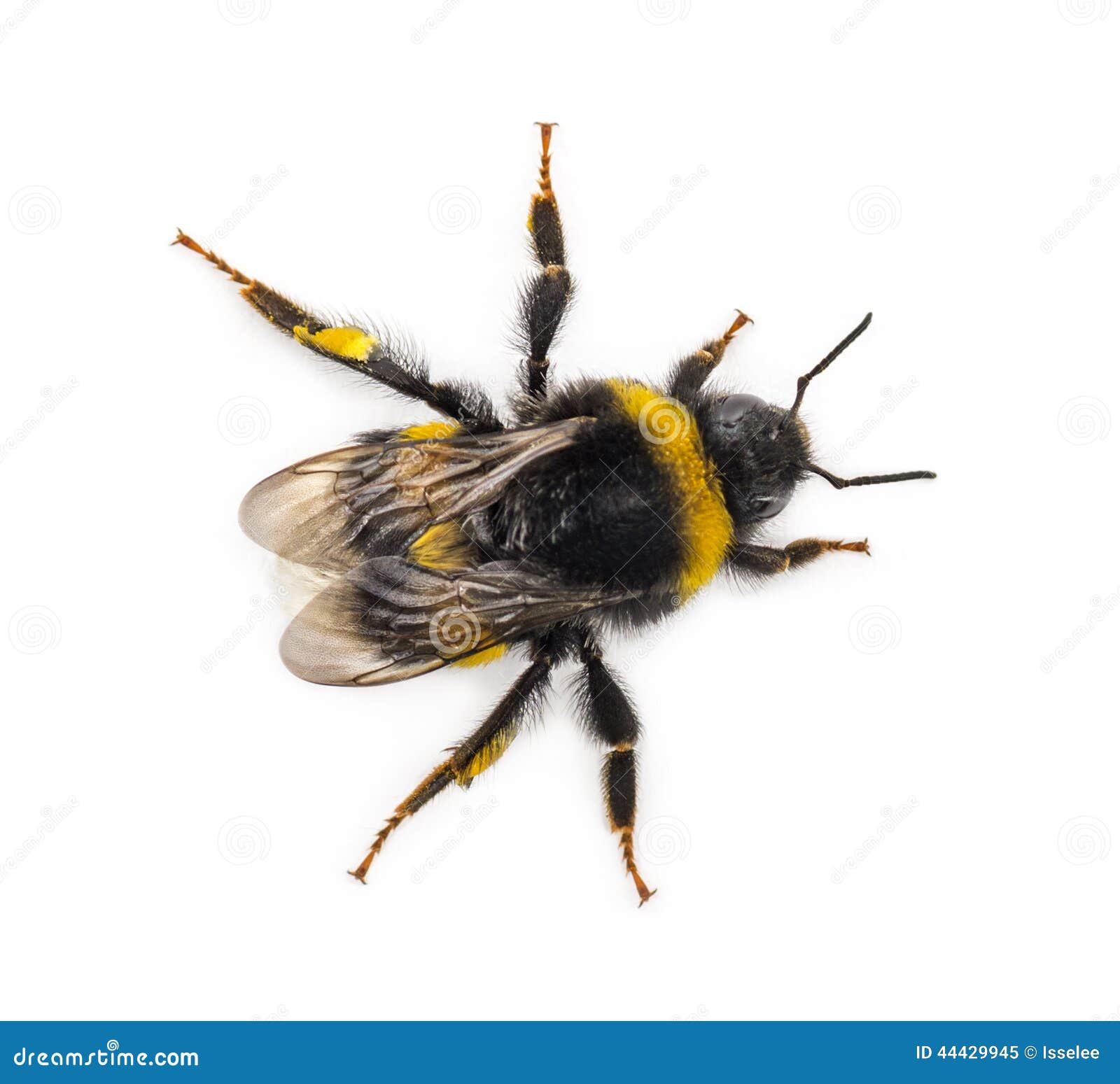 Bästa sikt av en humla fotografering för bildbyråer. Bild av högt ...