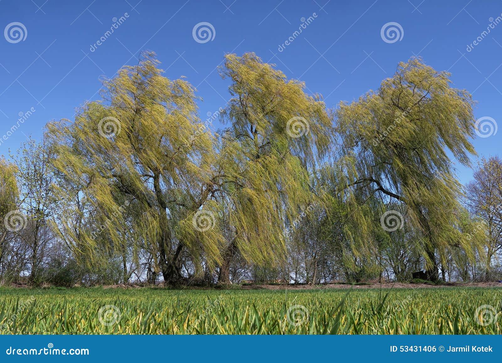 Bäume im Wind stockfoto. Bild von hurrikan, himmel, baum - 53431406