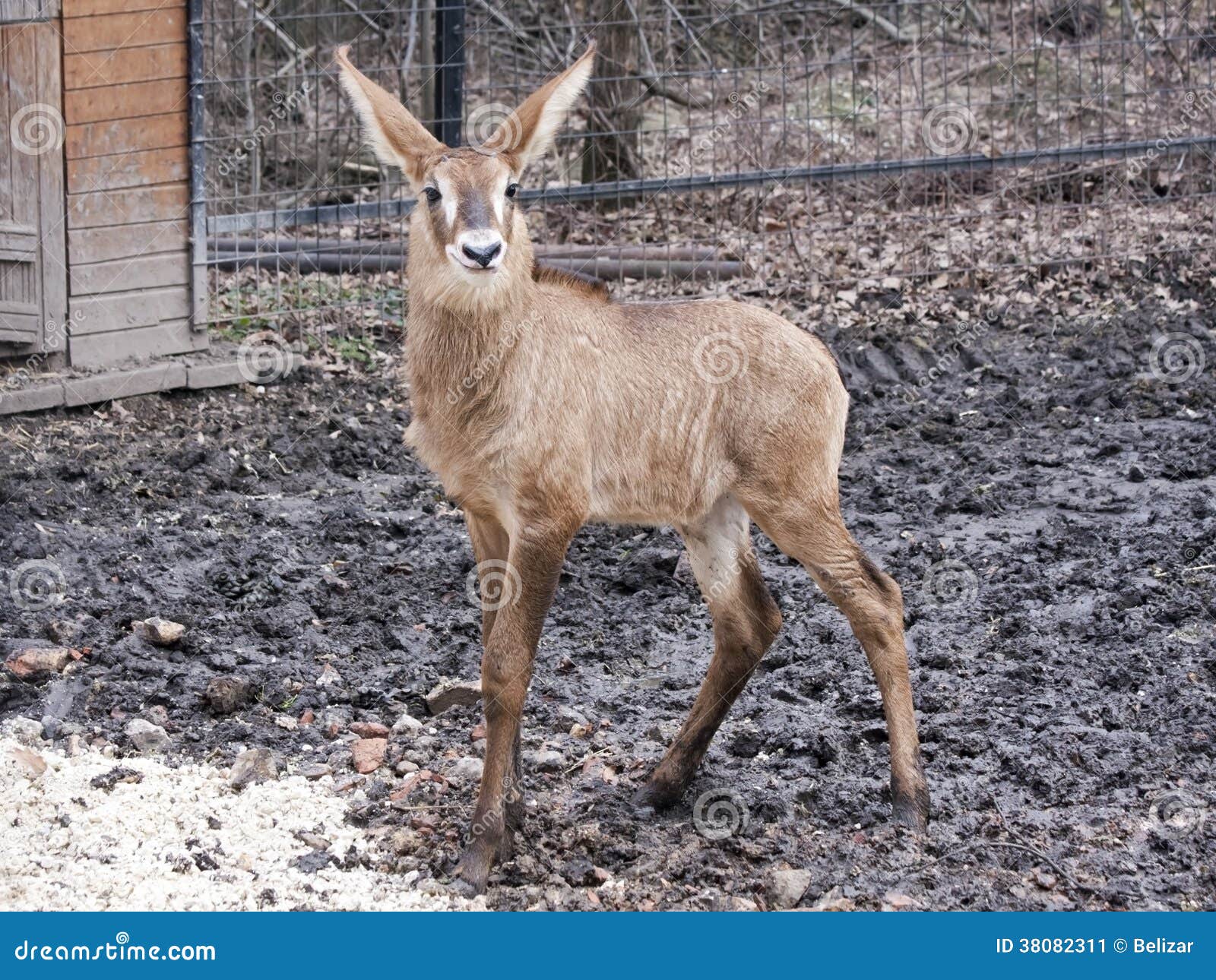 Bébé rouan d'antilope image stock. Image du ongulés, antilope - 38082311
