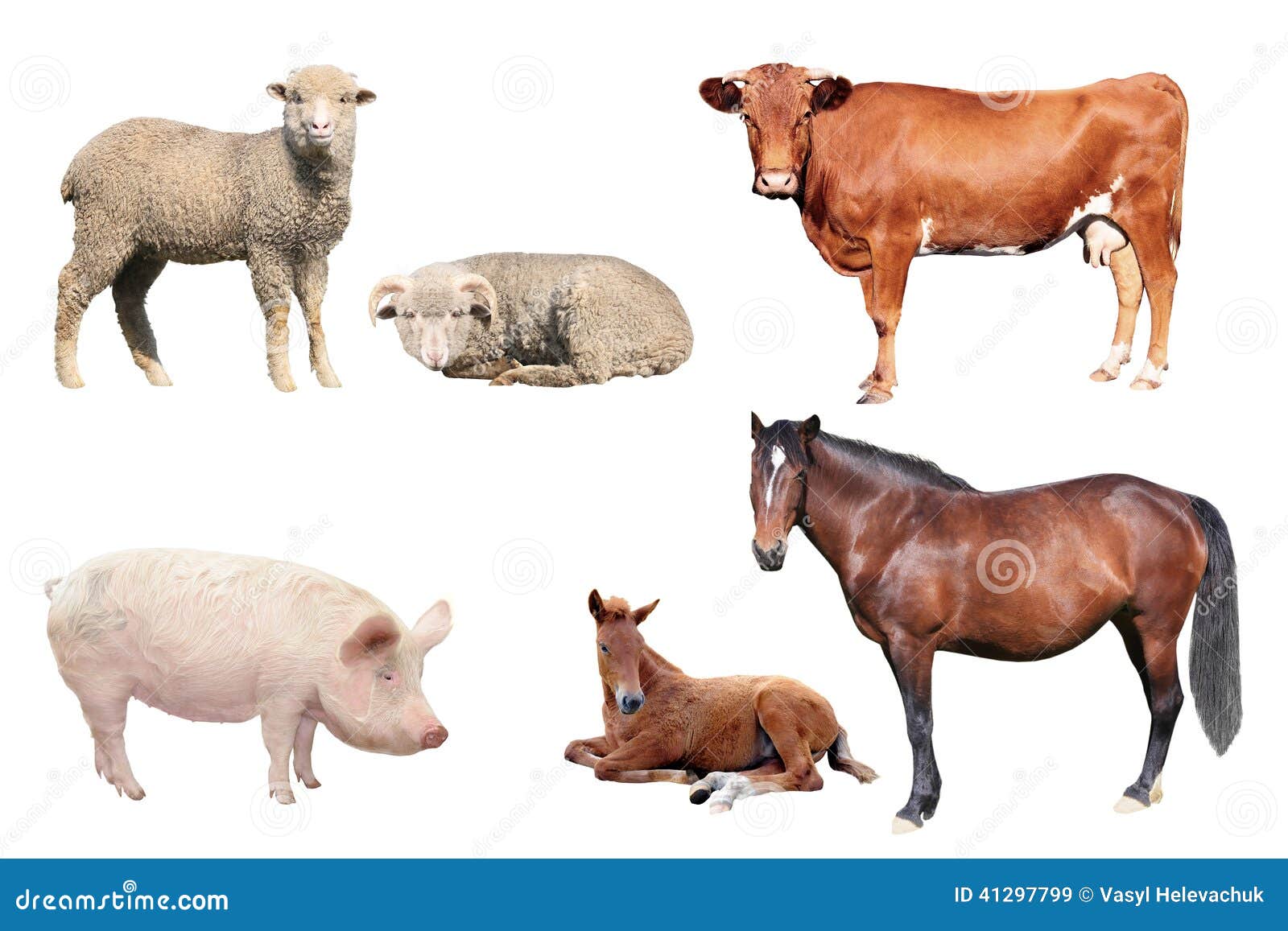 Bétail image stock. Image du porc, grand, vertébré, femelle - 41297799