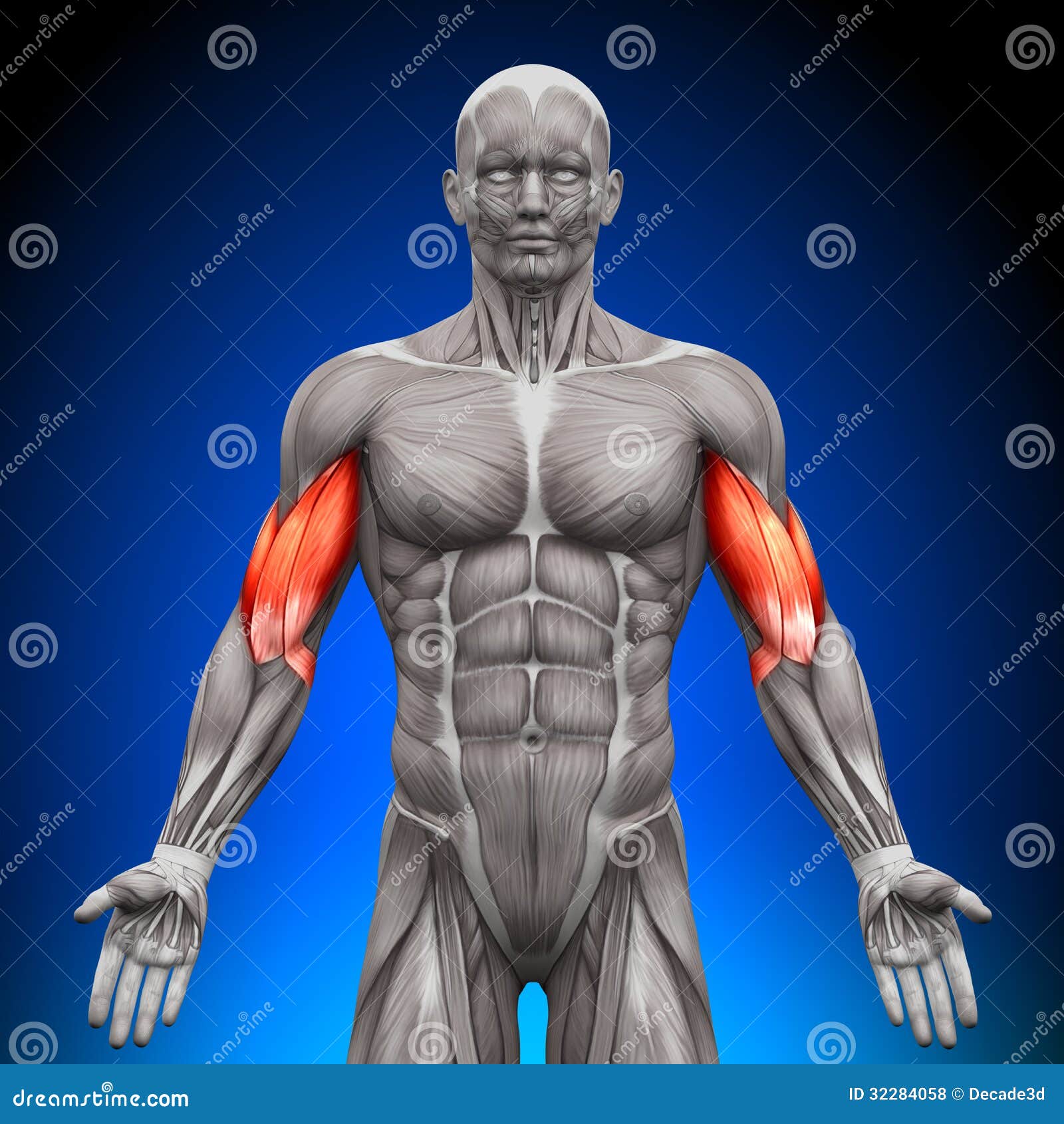 Bíceps - Músculos De La Anatomía Stock de ilustración - Ilustración de ...