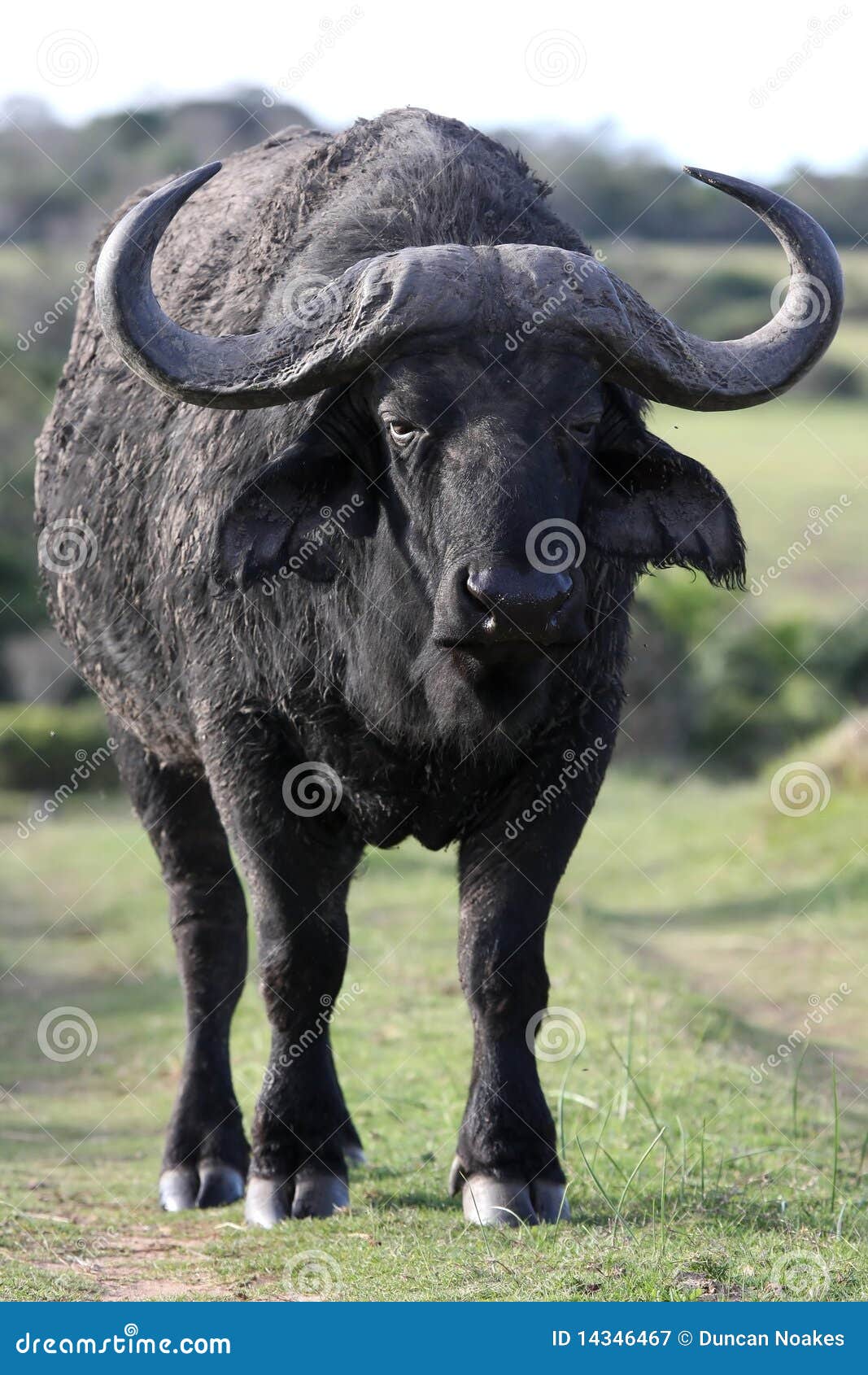 Búfalo africano imagem de stock. Imagem de exterior, criatura - 14346467