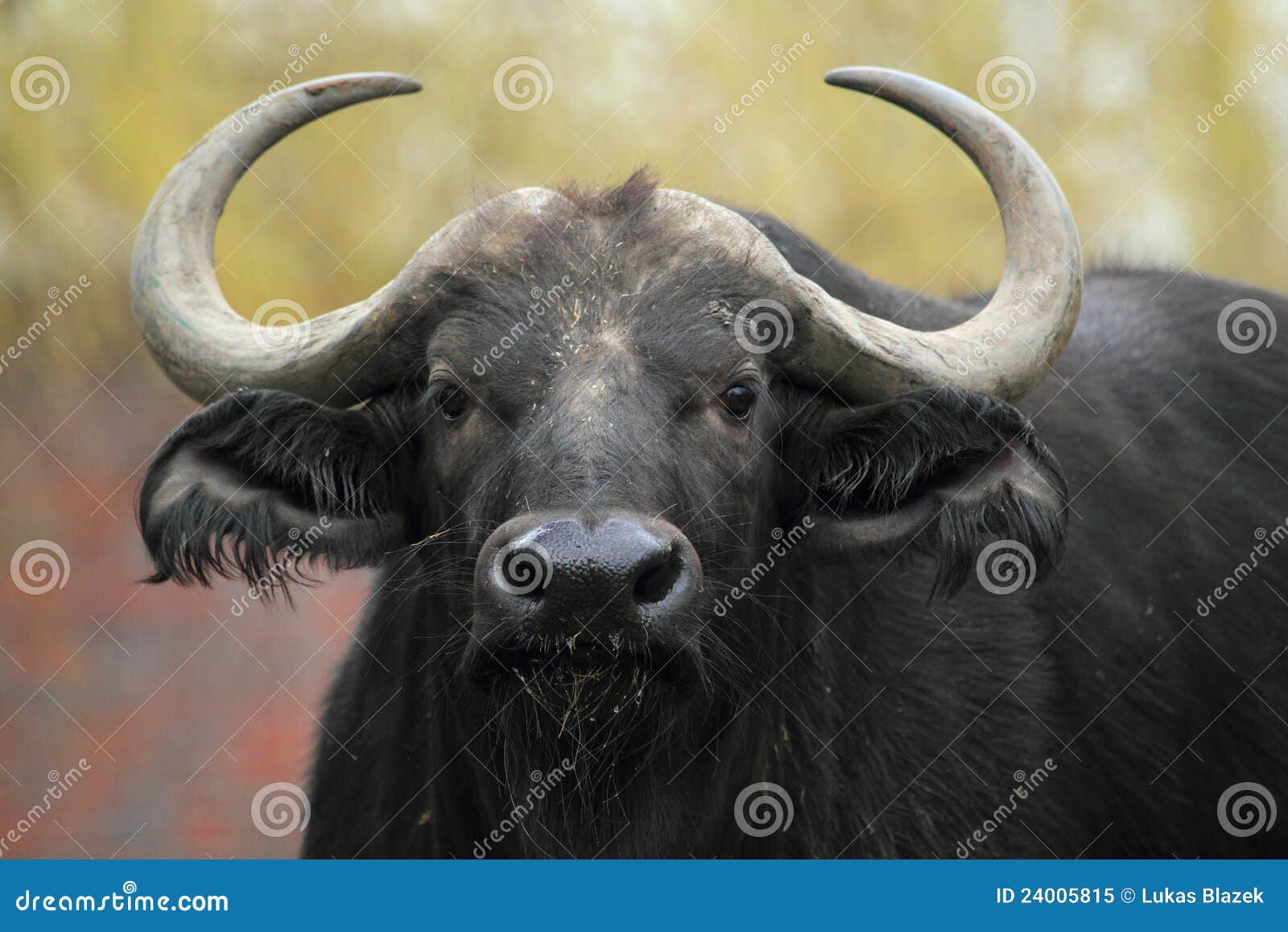 Búfalo africano imagem de stock. Imagem de superior, africano - 24005815
