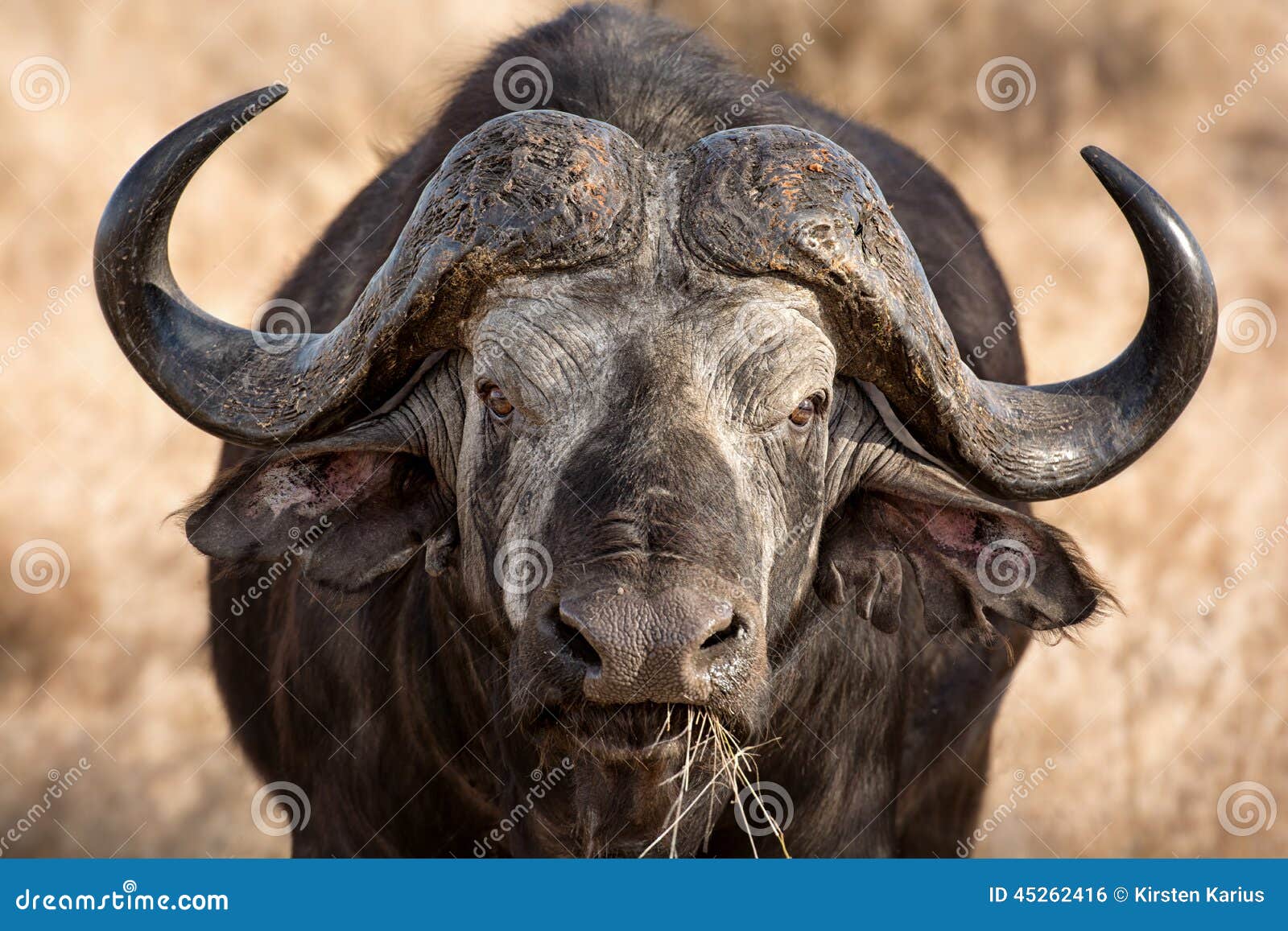 Búfalo africano foto de stock. Imagem de cinco, bala - 45262416