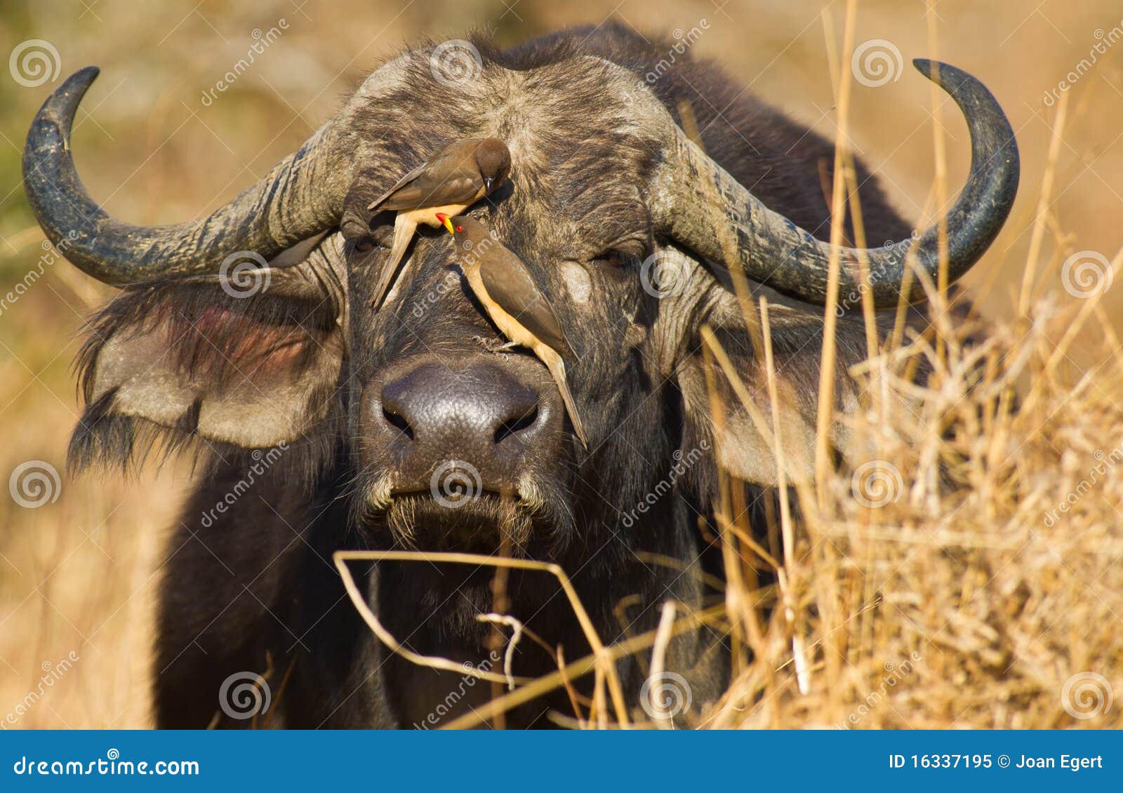 Búfalo Africano Com Oxpeckers Imagem de Stock - Imagem de curioso ...