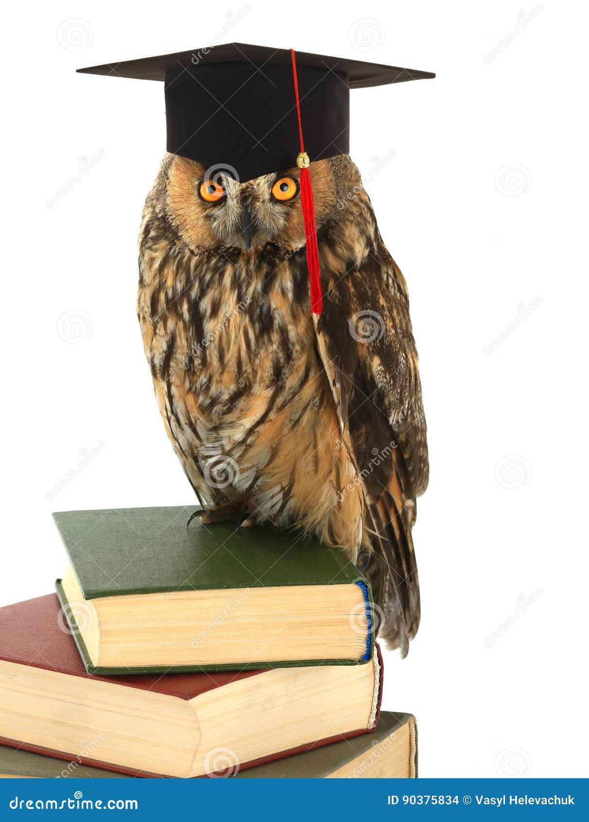 Búho Graduado Fotos - Libres de Derechos y Gratuitas de Dreamstime