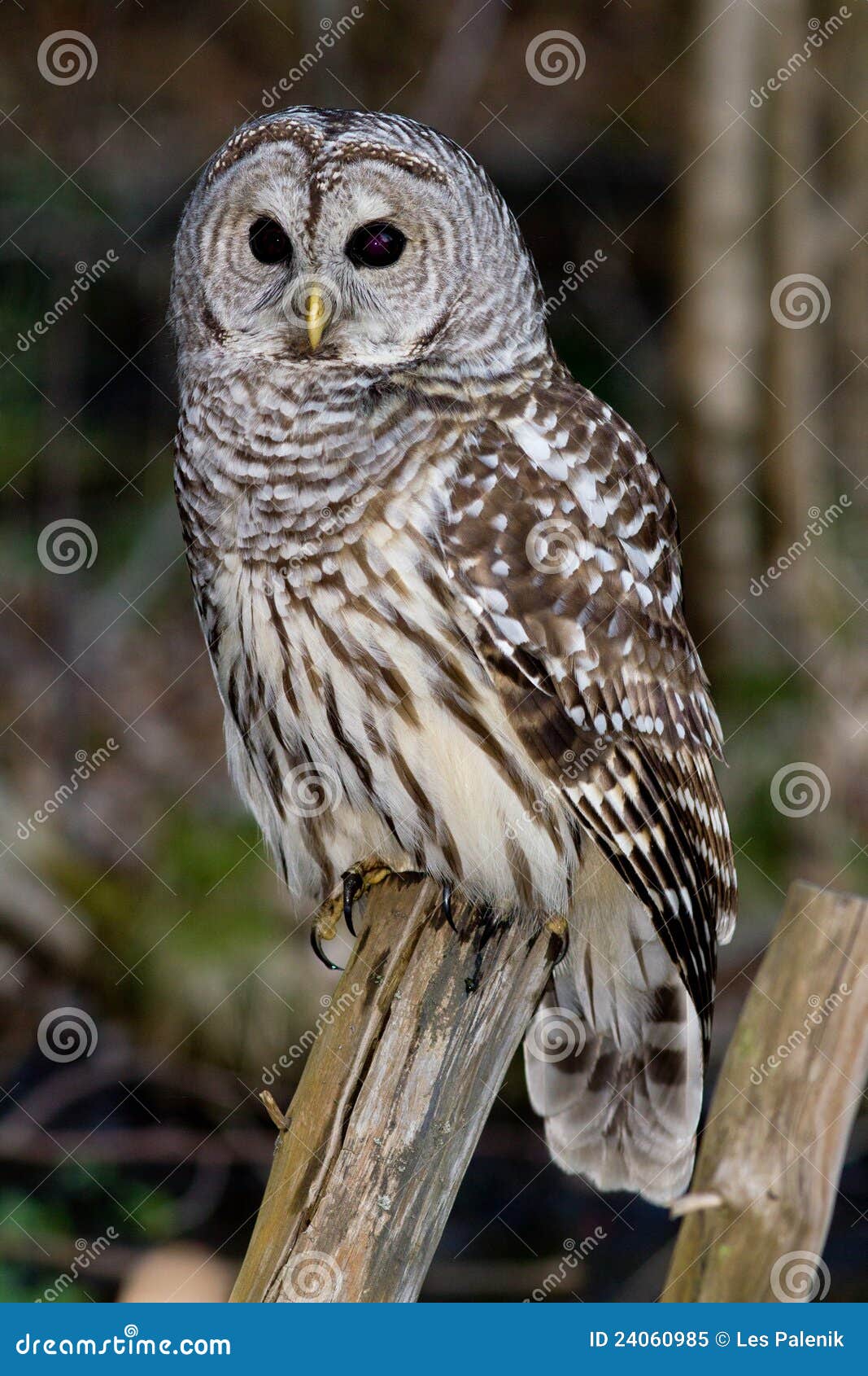 Búho barrado imagen de archivo. Imagen de aviar, garra - 24060985