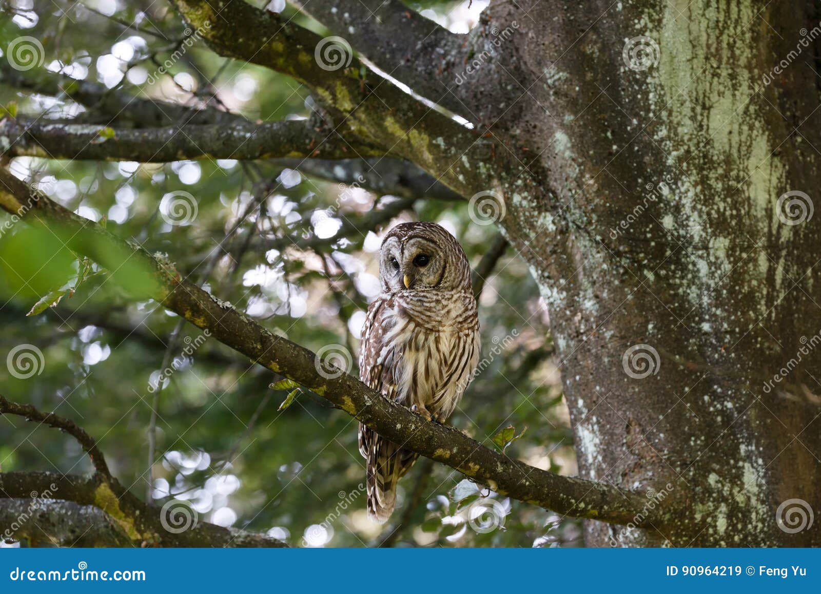 Búho barrado del adulto imagen de archivo. Imagen de animal - 90964219